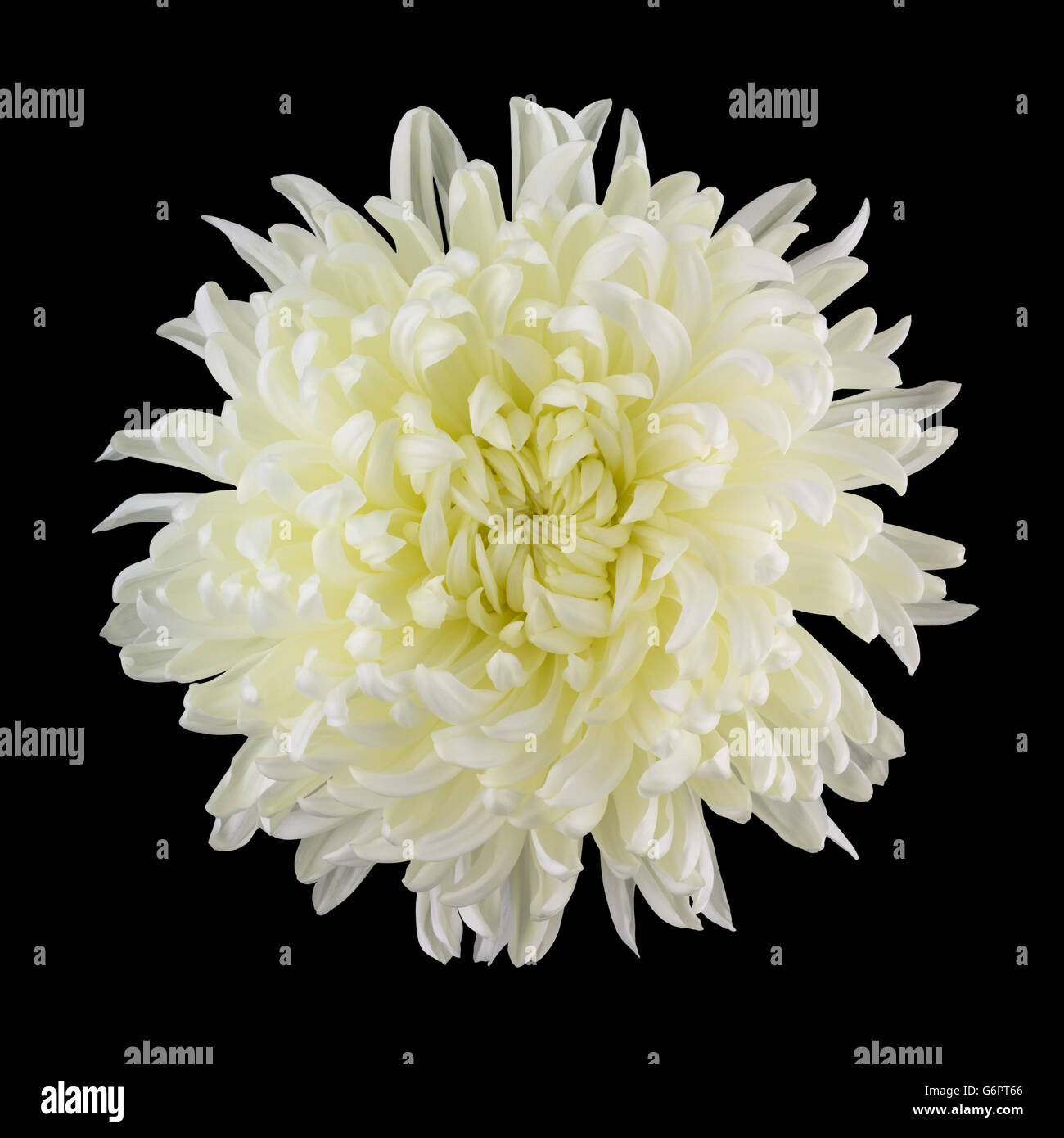 Top view close up of creamy white cremone chrysanthemum flower isolated ...