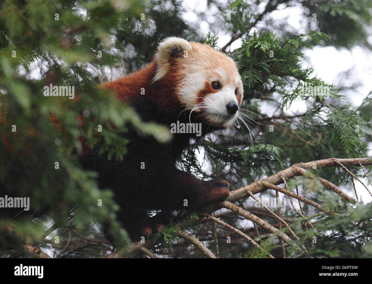 The male Red Panda called Bai Jiao looks out from the branches of a ...