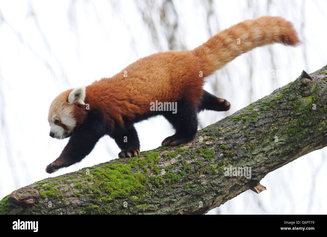 The male Red Panda called Bai Jiao looks out from the branches of a ...