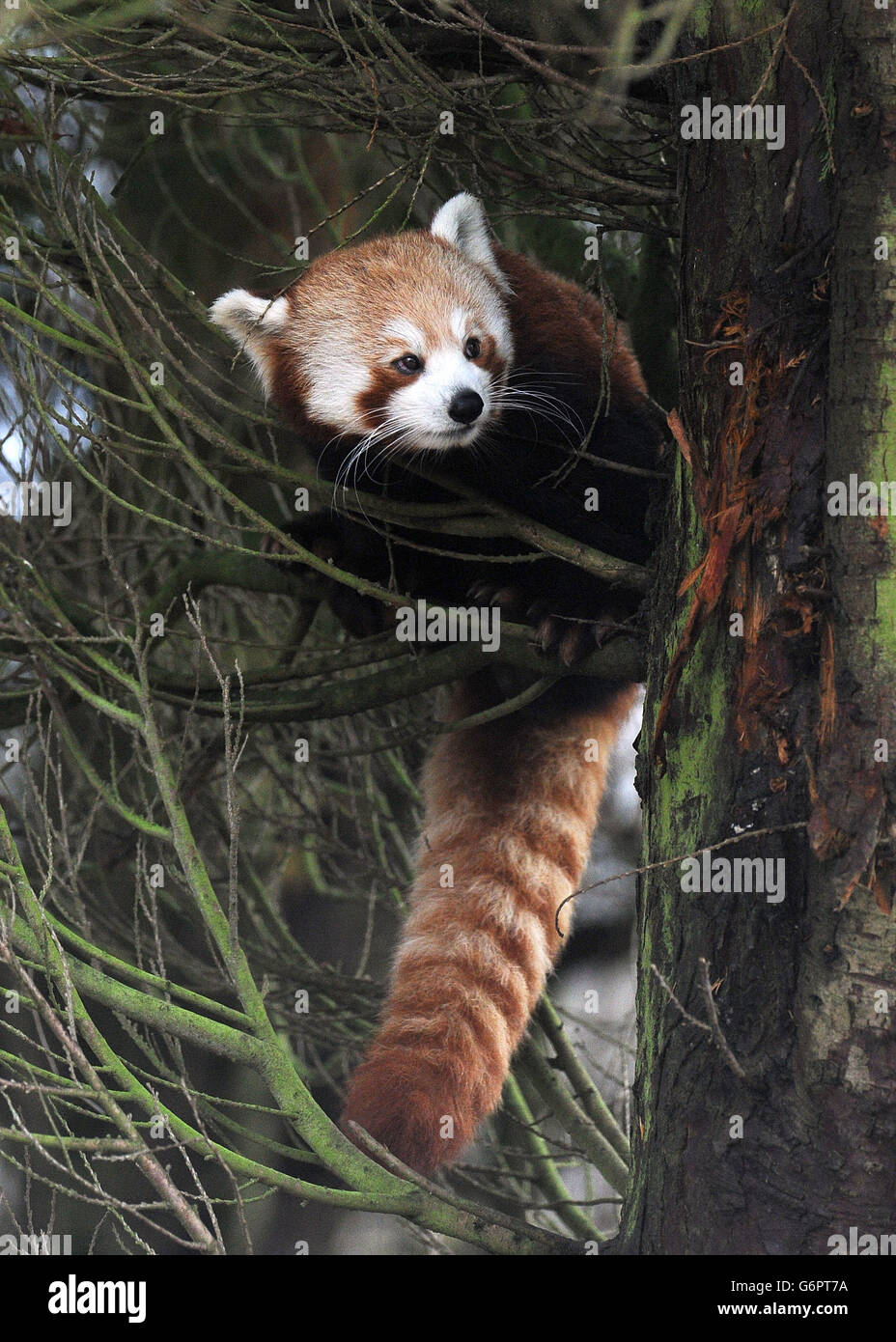The male Red Panda called Bai Jiao looks out from the branches of a ...
