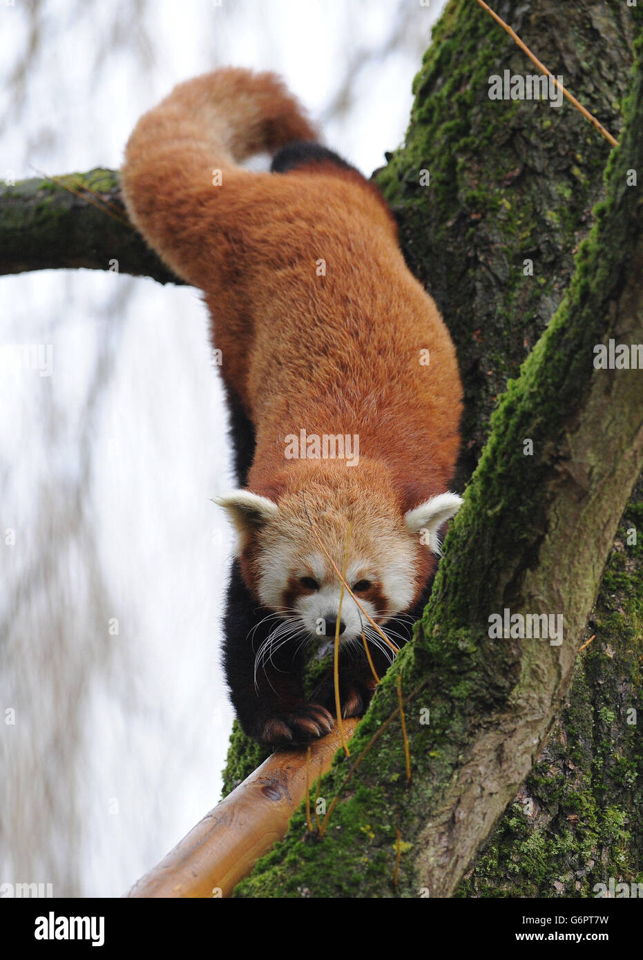 The male Red Panda called Bai Jiao walks through the branches of a tree ...