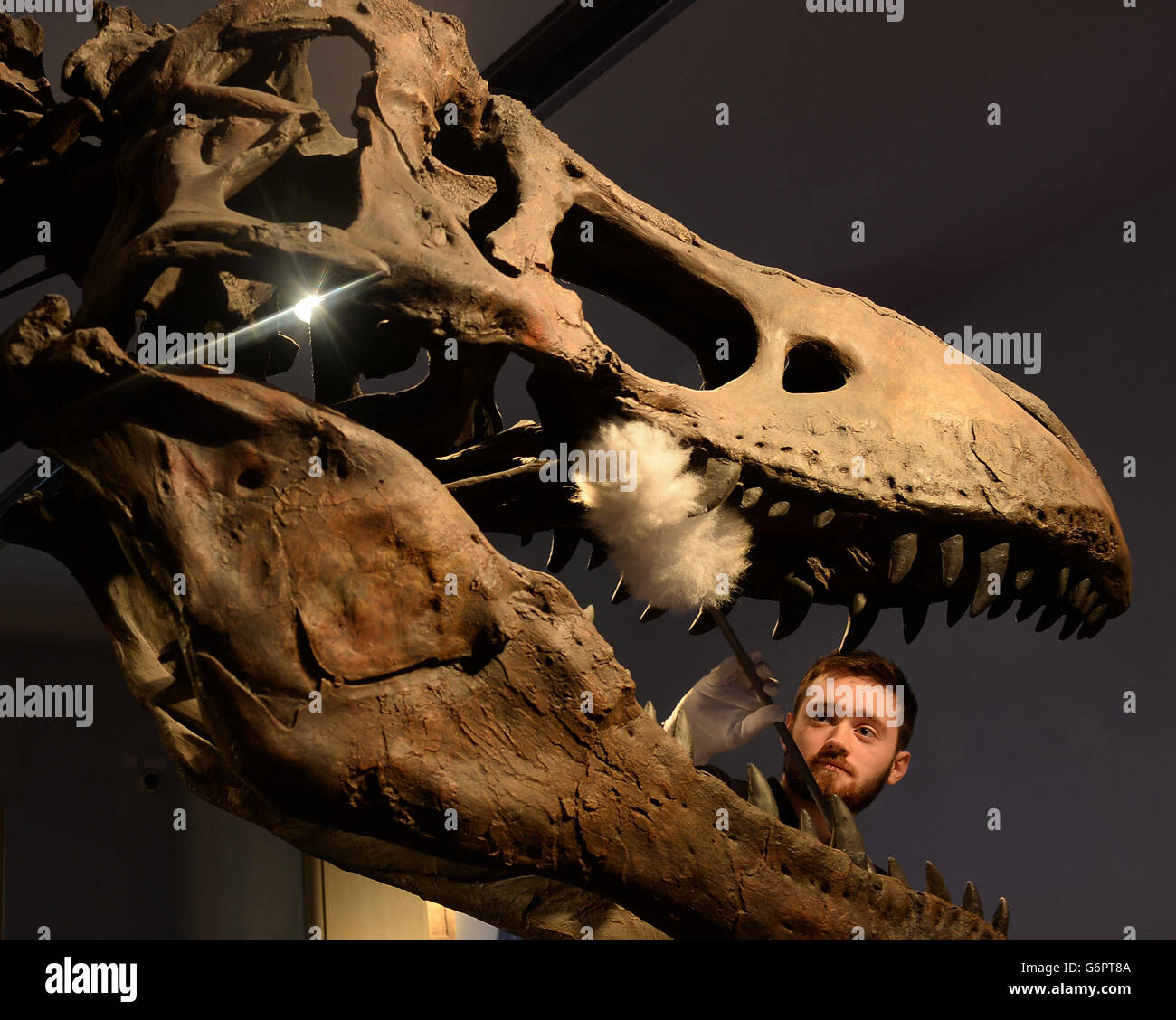 Tyrannosaurus rex cleaning Stock Photo - Alamy