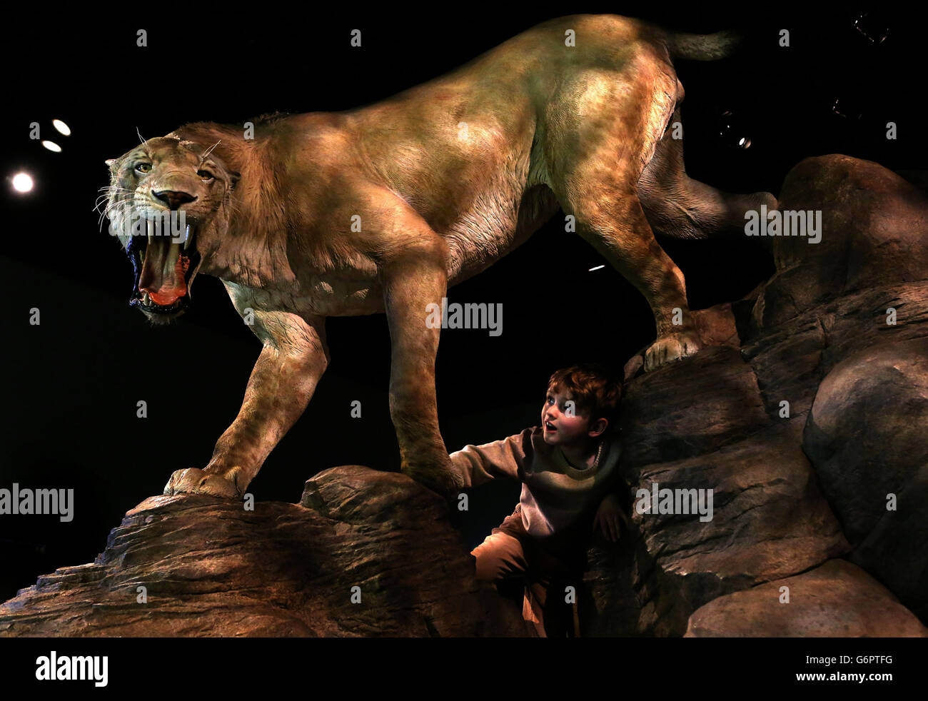 Alexander Marshall (8) from Edinburgh, looks at a Sabre tooth cat which ...
