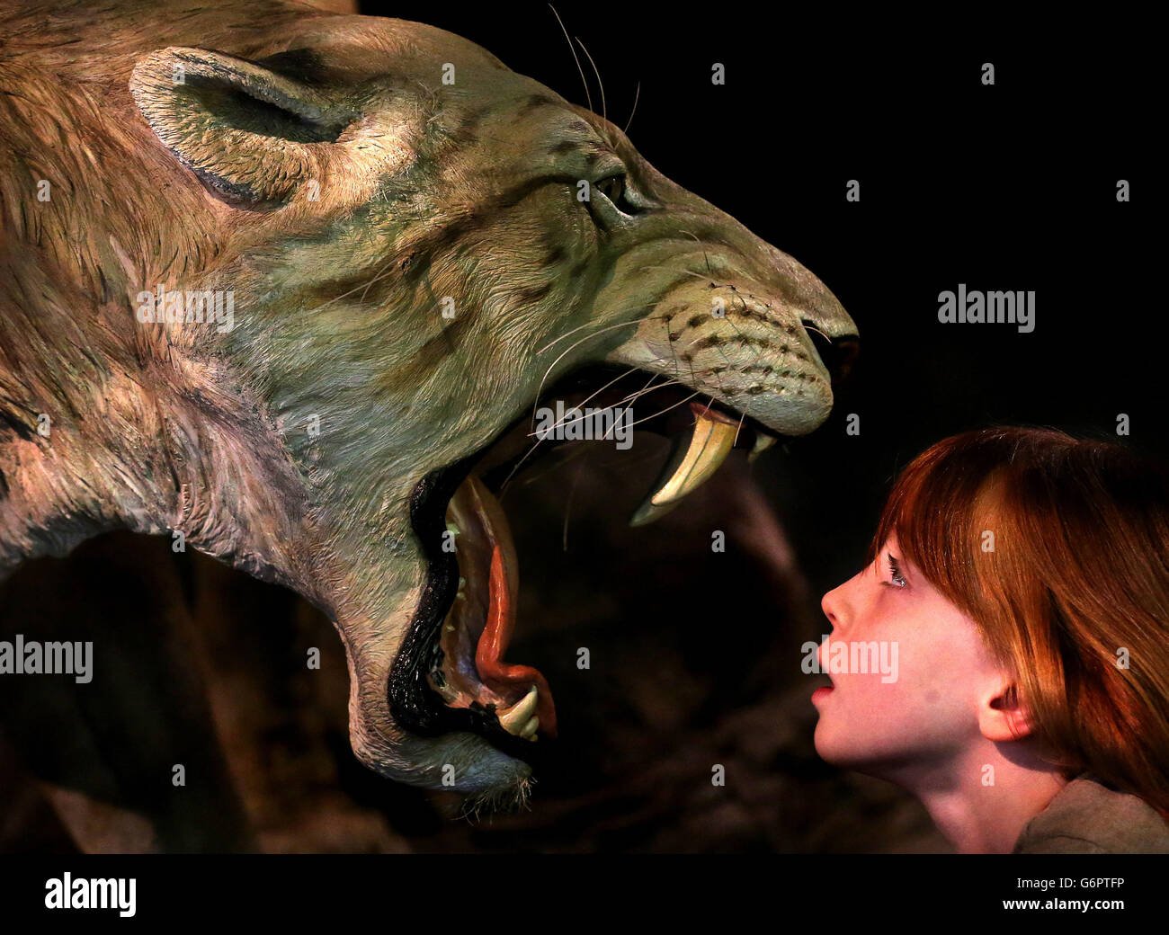 Saber Tooth Tiger Teeth