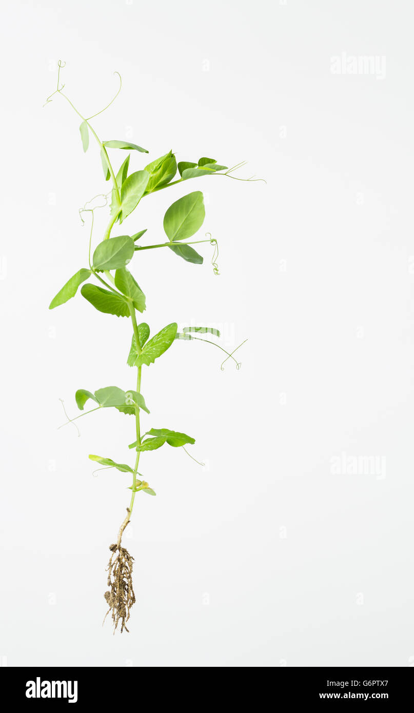 Cool season pea plant with leaves, tendrils,stem and roots. Pisum ...