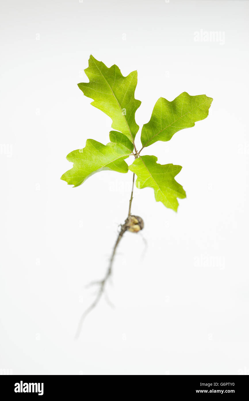 Birds eye view of germinating oak acorn, leaves in focus with acorn and ...