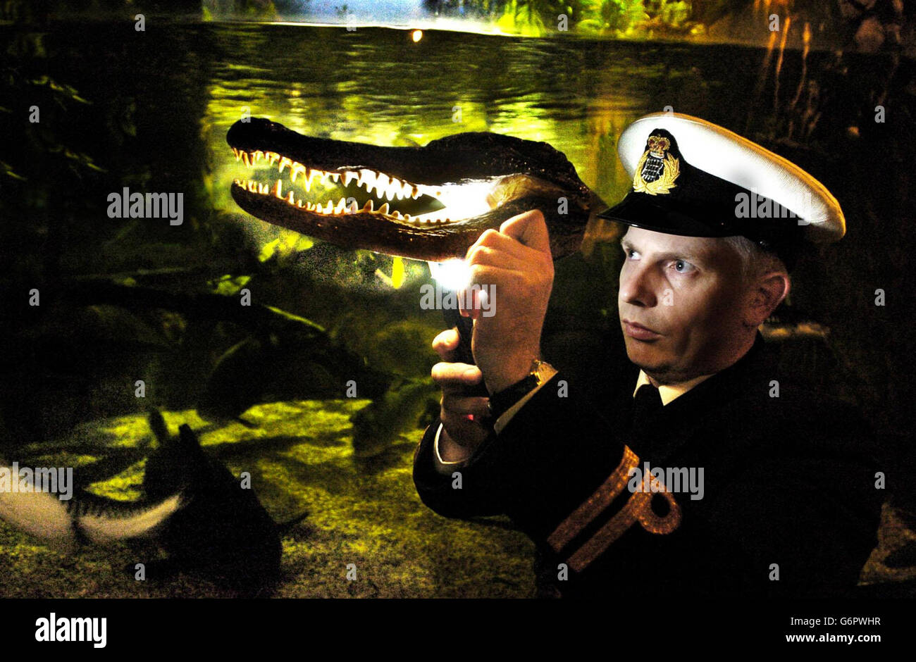 Customs officer Patrick McGroarty takes a close look at the head of a ...