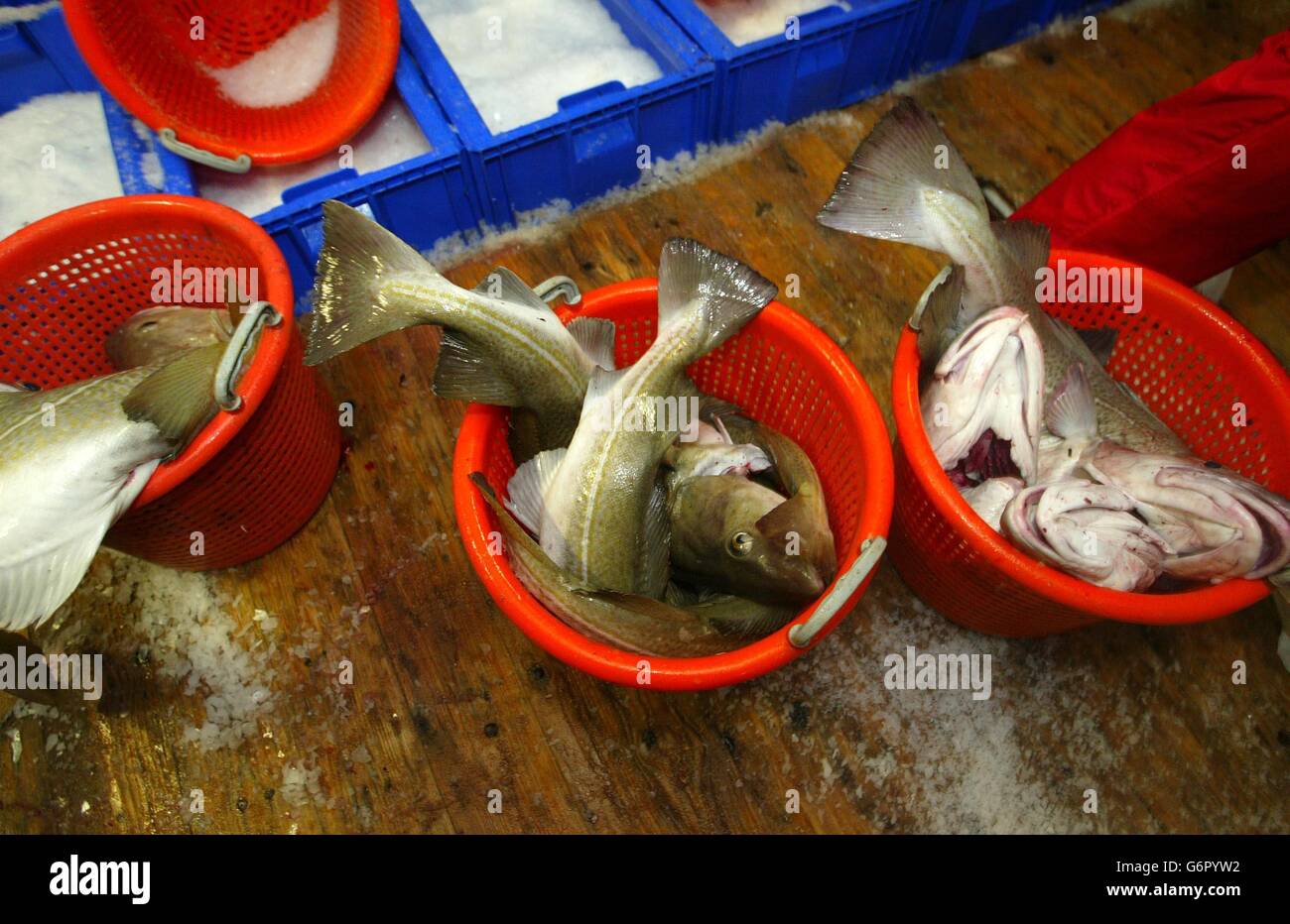 Fully grown cod being prepared to be packed in ice, that have been pair ...
