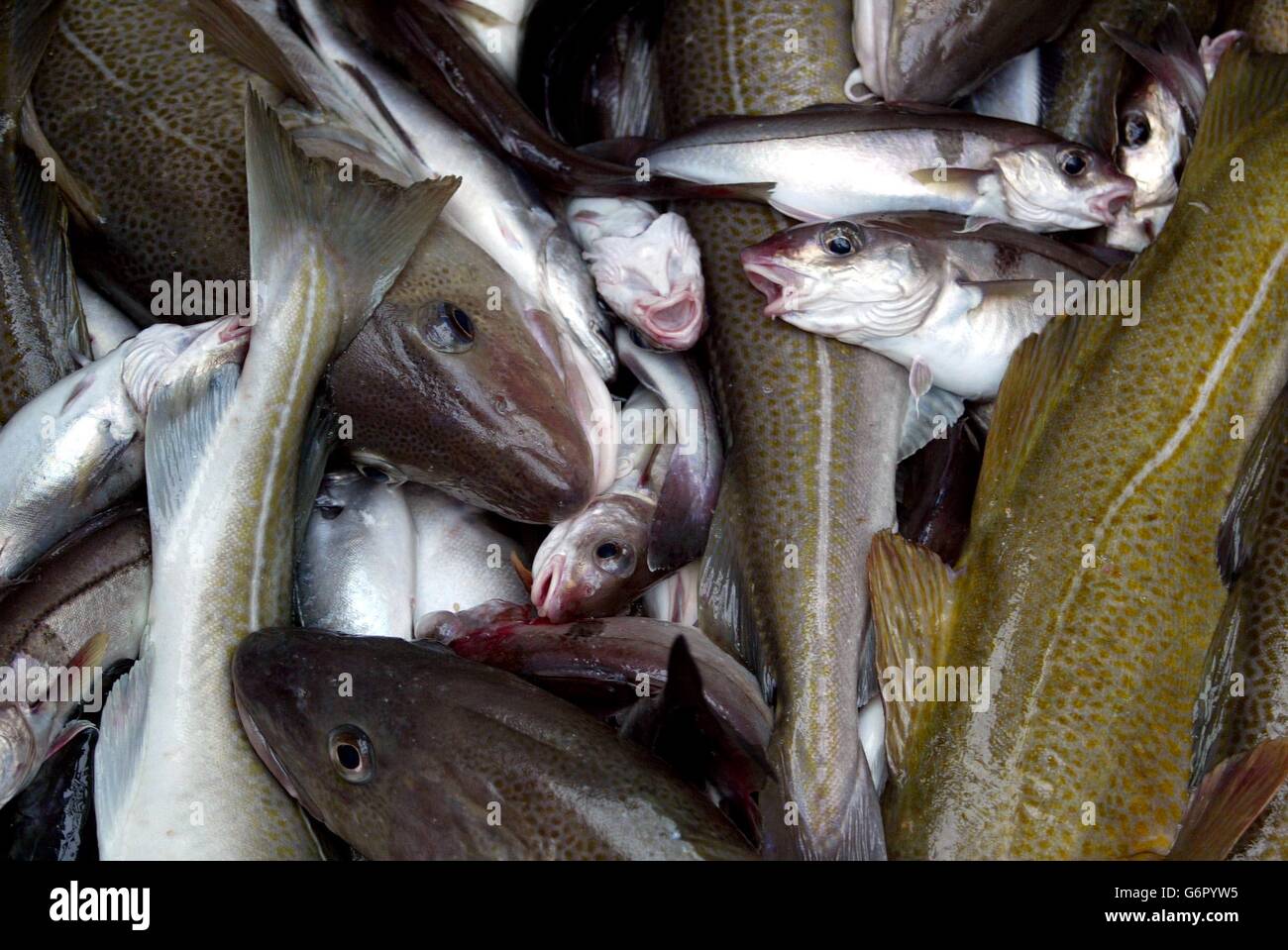 The Scottish fishing Industry Stock Photo - Alamy