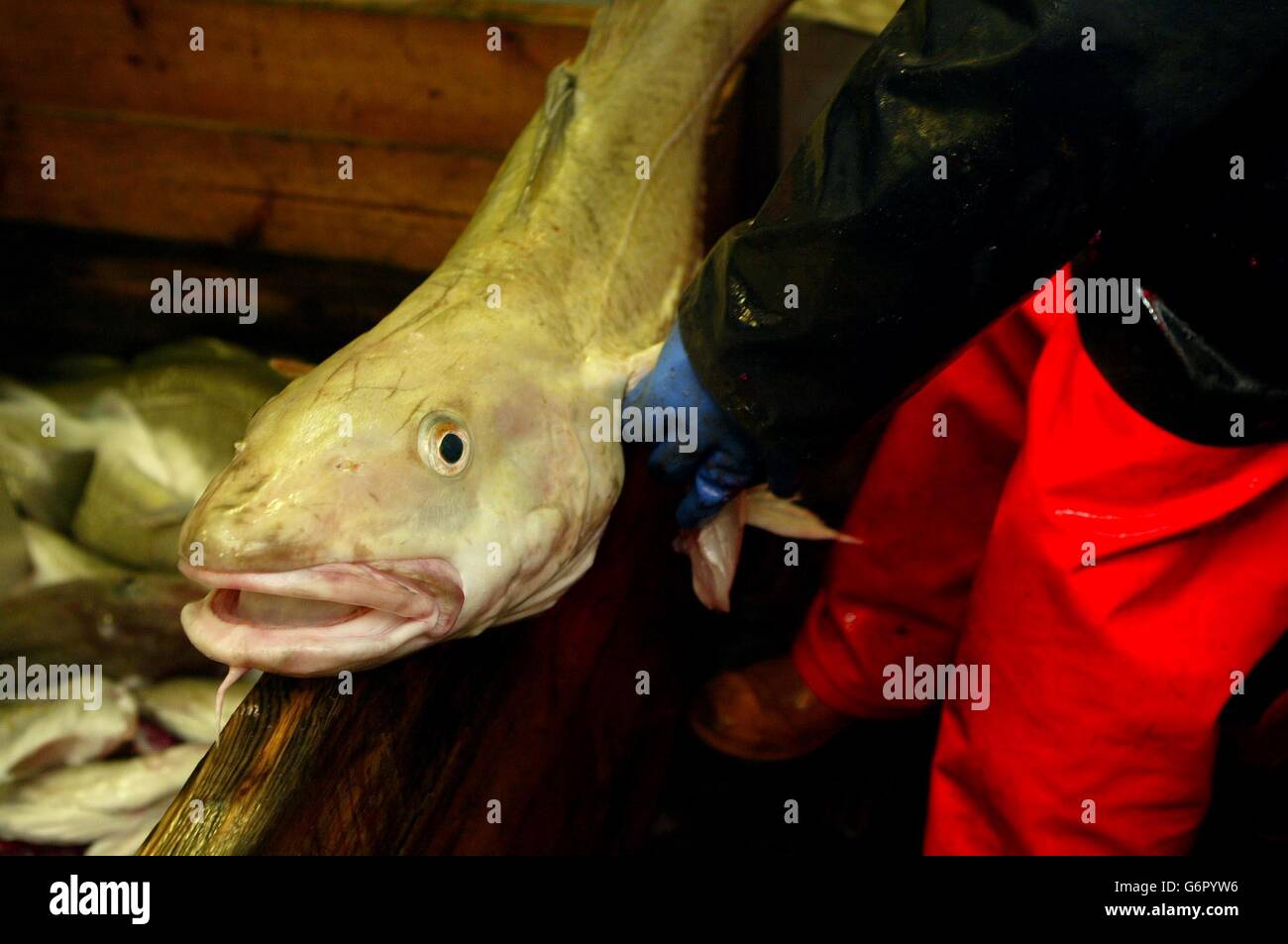 The Scottish fishing Industry Stock Photo - Alamy