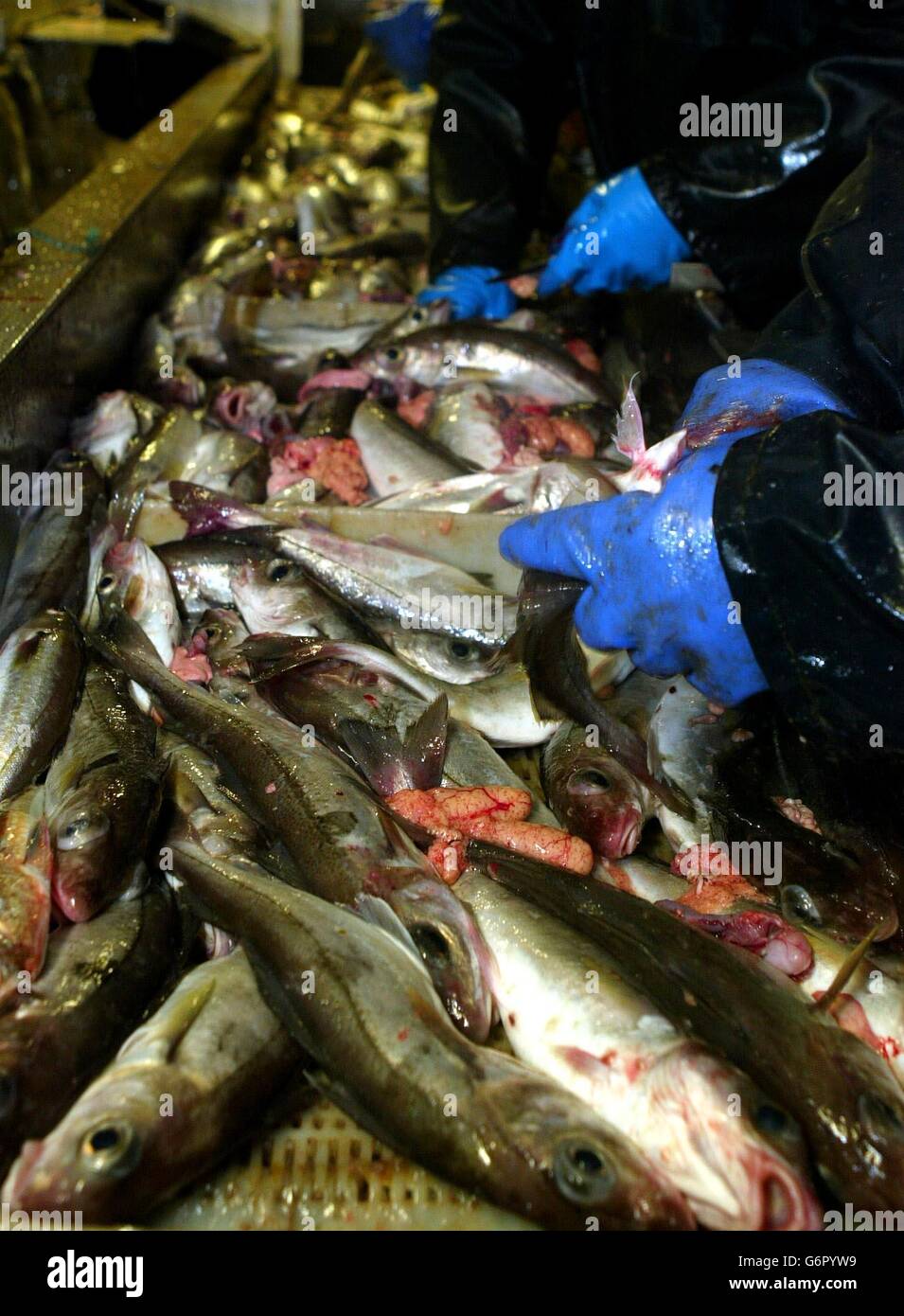 The Scottish fishing Industry Stock Photo - Alamy