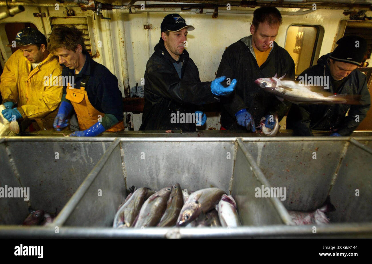A row of deck-hands gutting fish which has been pair-trawled from the ...
