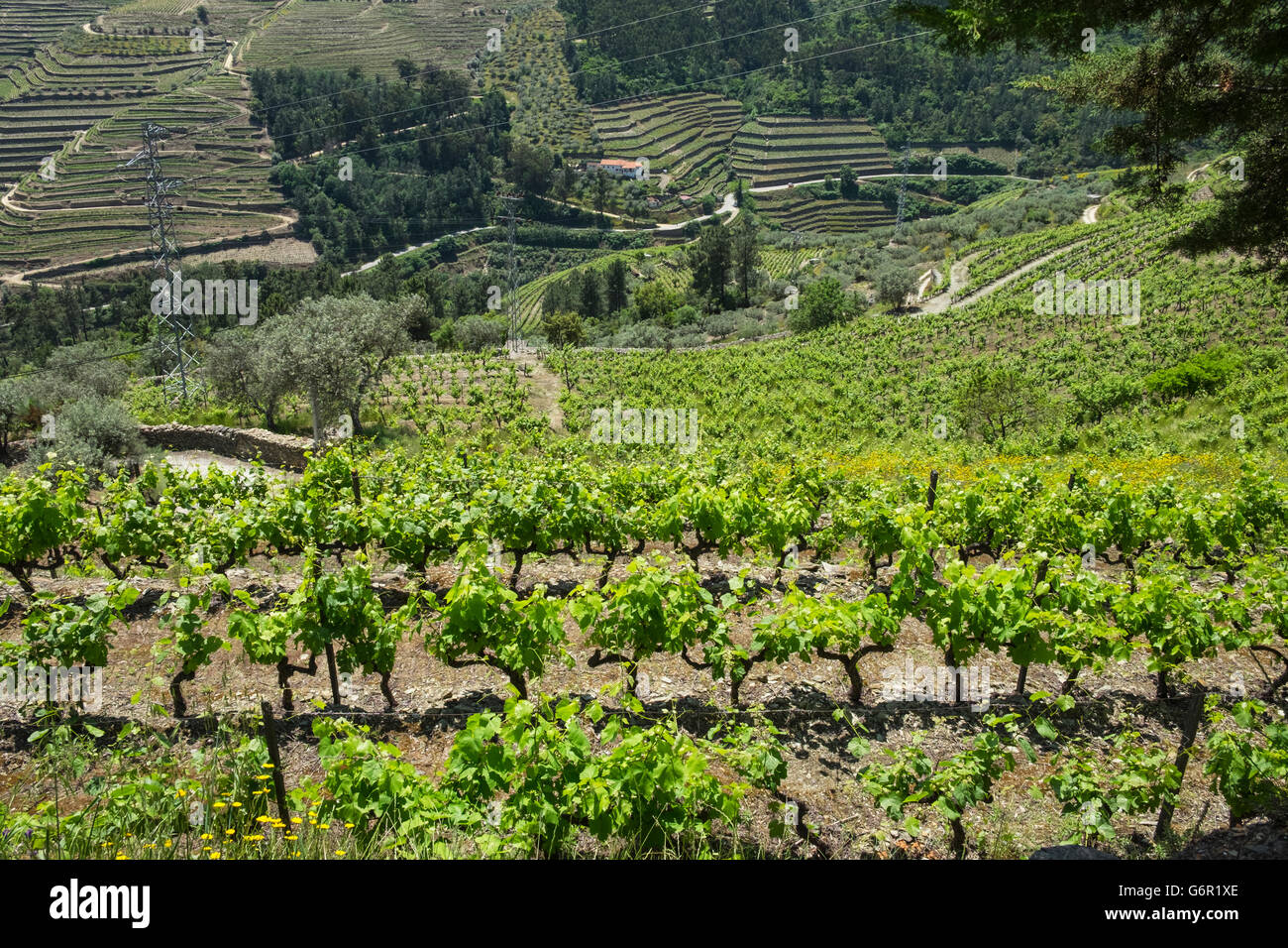 Vineyards in douro hi-res stock photography and images - Alamy