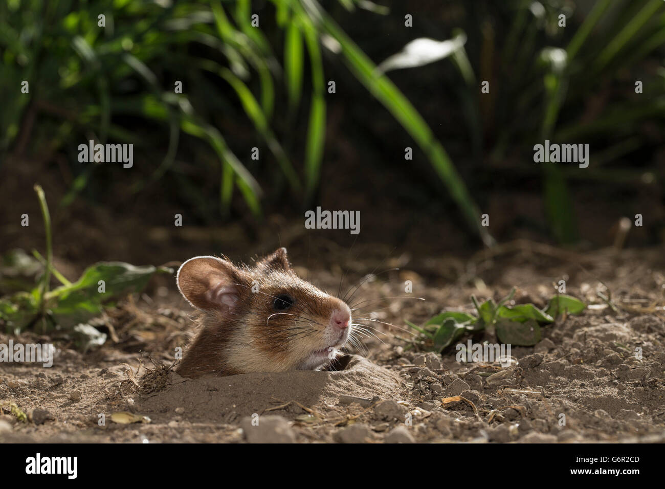European Hamster, looking out of his burrow, Europe / (Cricetus ...
