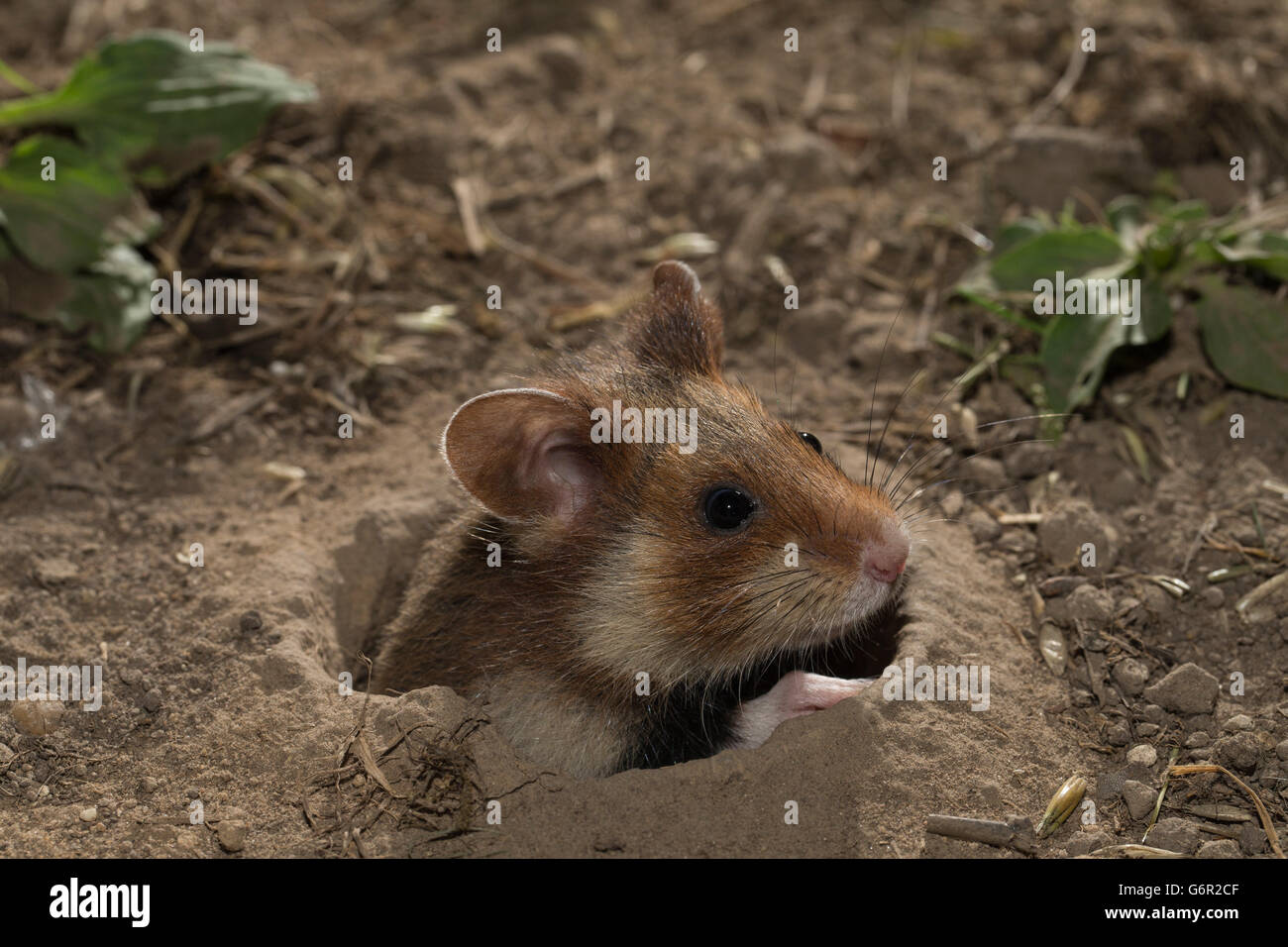 European Hamster , looking out of his burrow, Europe / (Cricetus ...