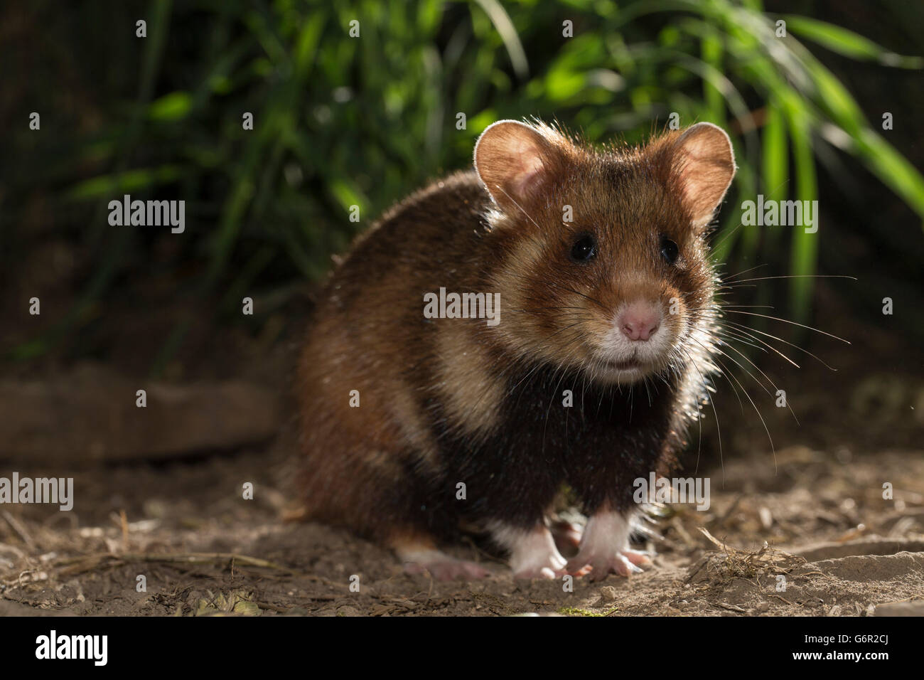 Common hamster cricetus cricetus hi-res stock photography and images ...