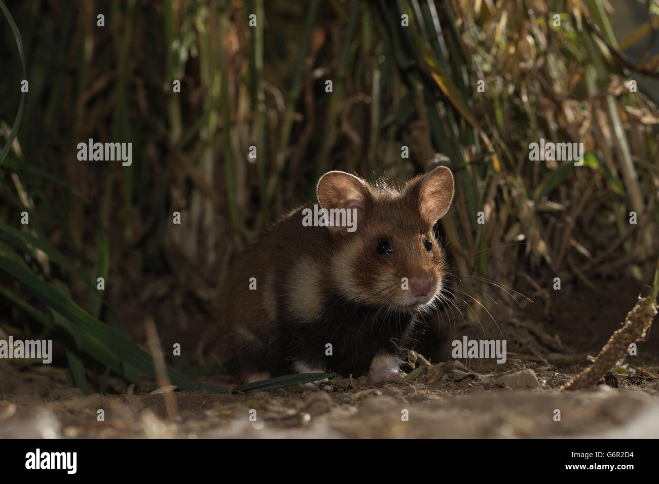 Common hamster hi-res stock photography and images - Alamy