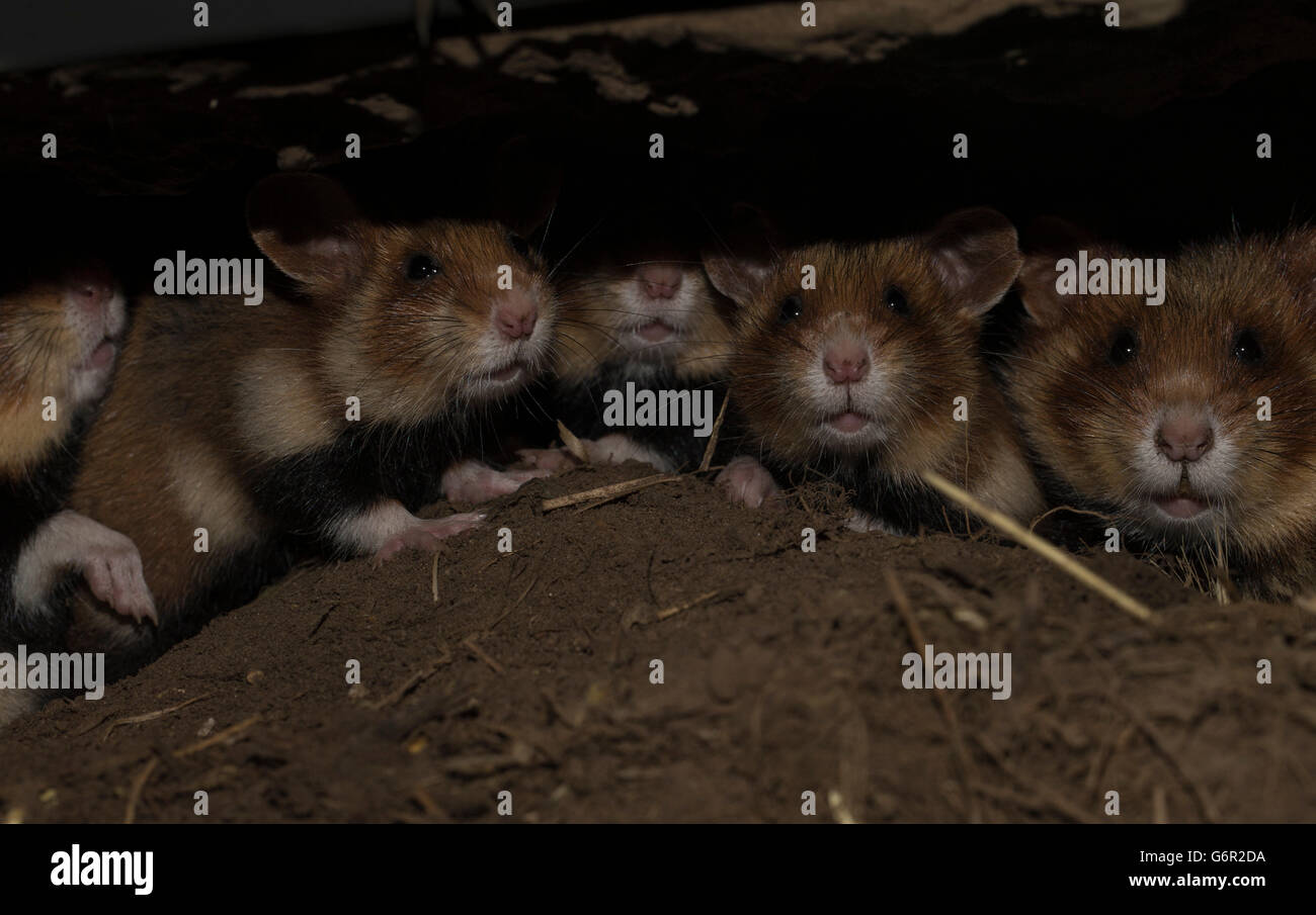 European Hamster, family, female with juveniles in their underearth ...