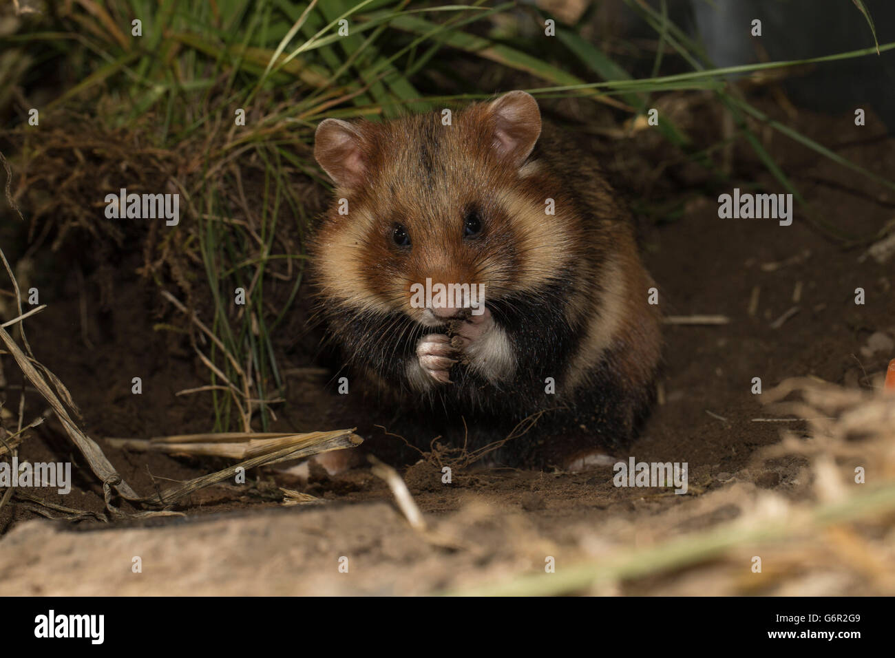 European Hamster , adult, male, cleaning its fingers after digging ...