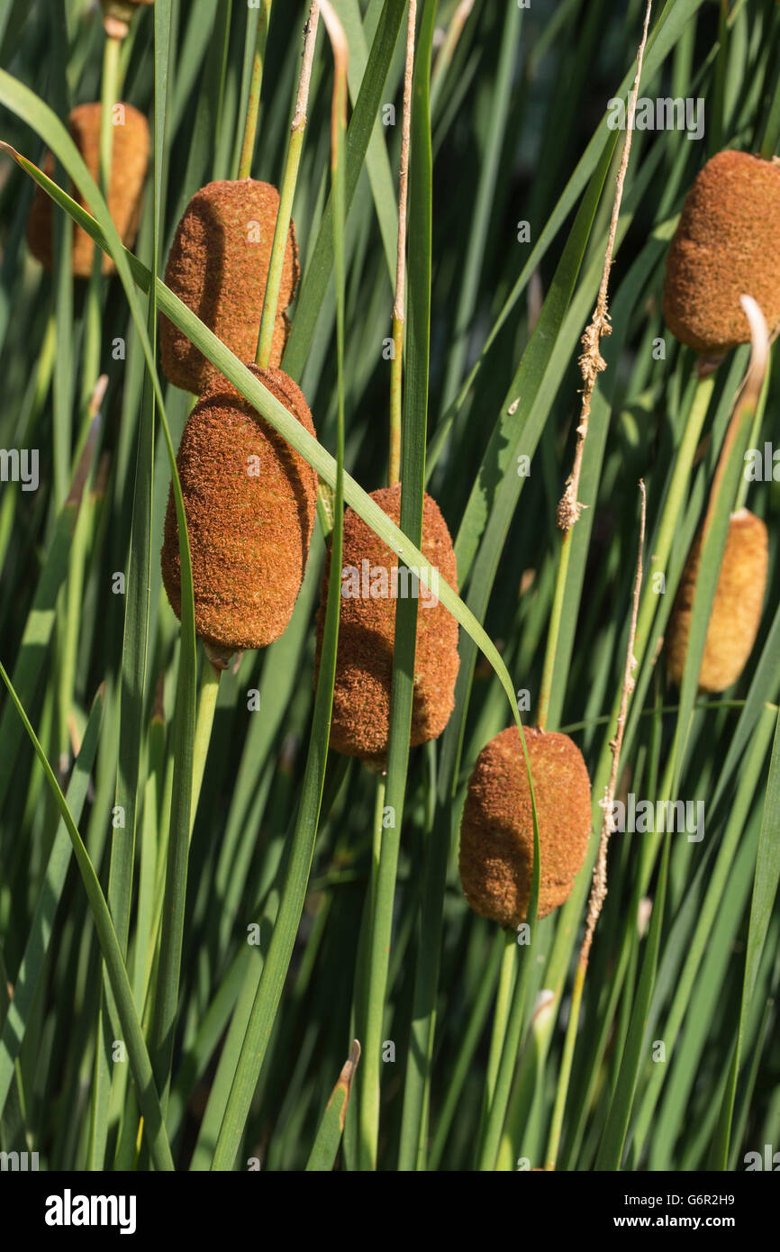 Dwarf bulrush typha minima hi-res stock photography and images - Alamy