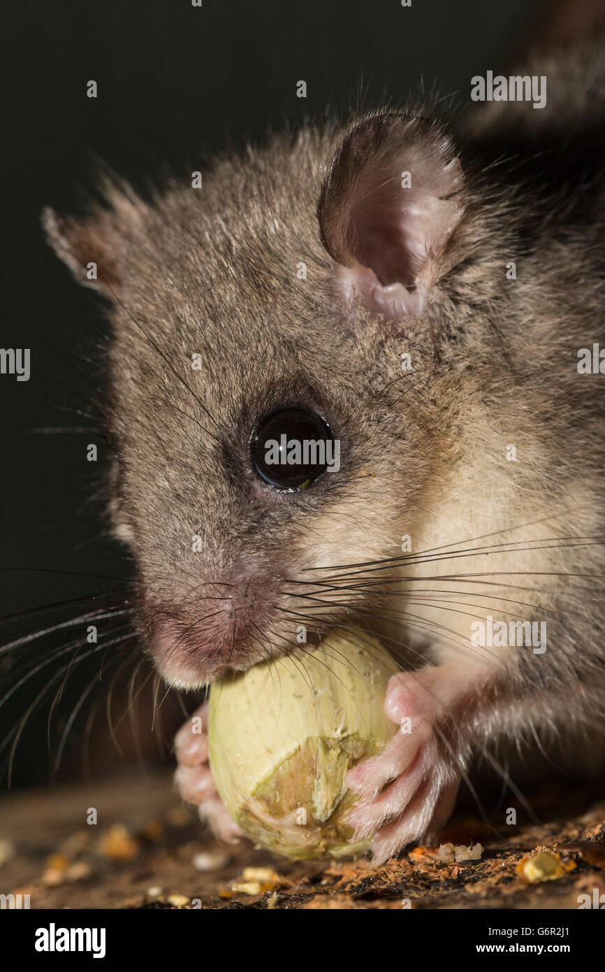 Fat dormouse, edible dormouse, adult, eating hazel nut, Europe / (Glis ...