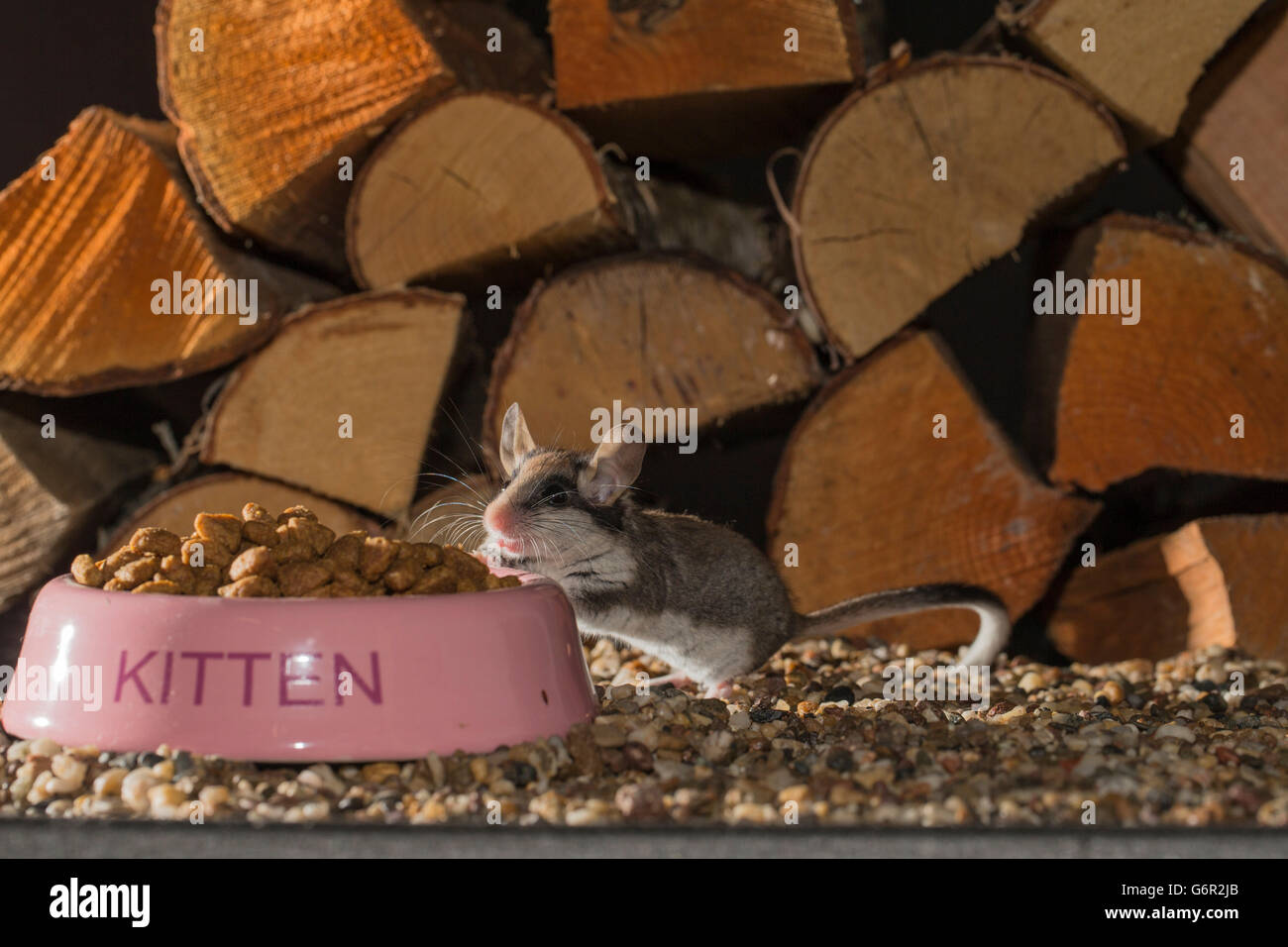 Garden dormouse, feeding on cat food, Europe/ (Eliomys quercinus Stock ...