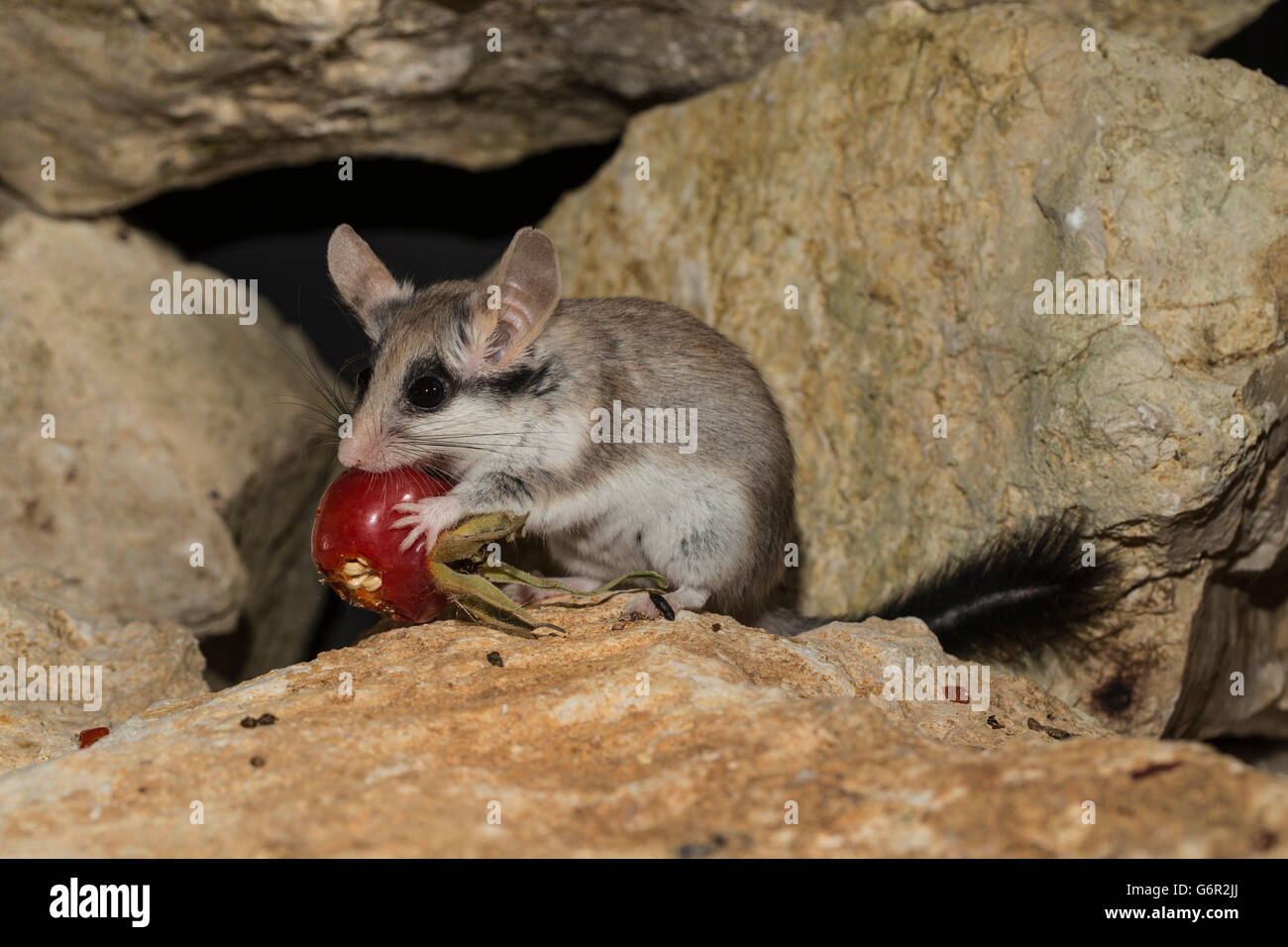 Asian garden dormouse, female, adult, eating rosehip, Africa, Asia ...