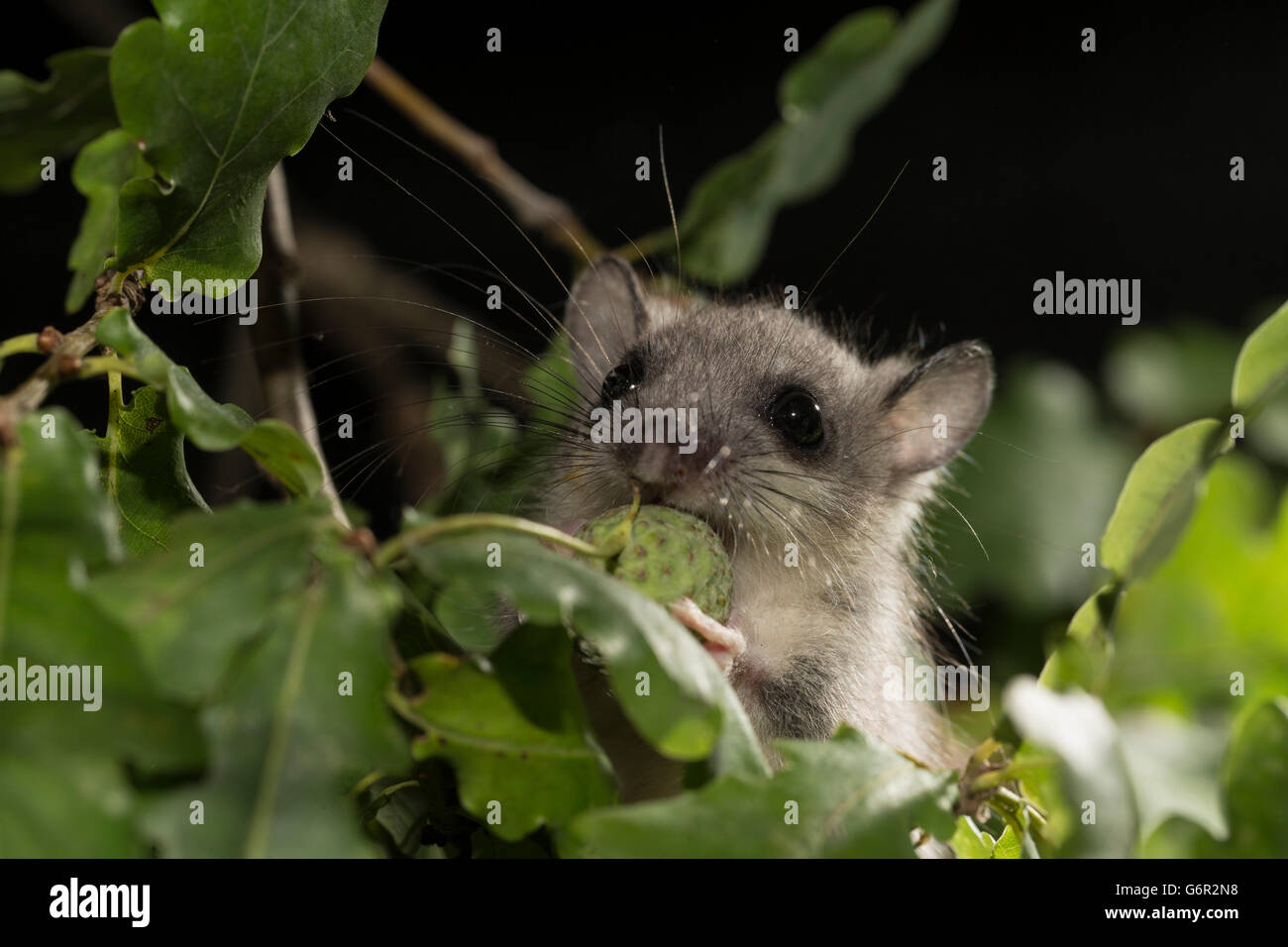 Fat dormouse, edible dormouse, juvenile, eating oak, in an oak tree ...