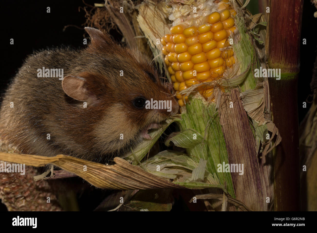 European Hamster, climbing on maize plant, feeding on maize, Europe ...