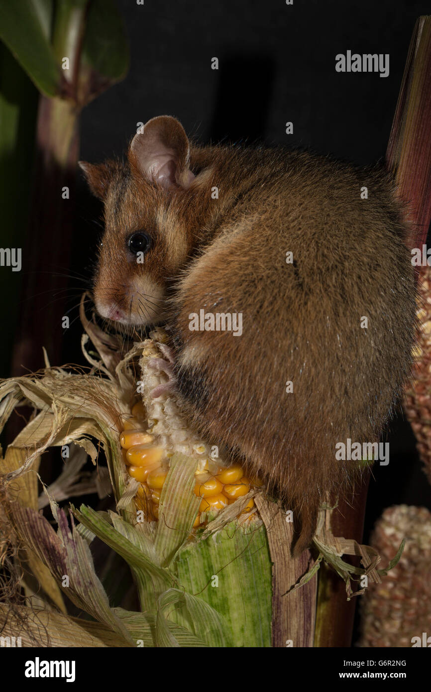 European Hamster, climbing on maize plant, feeding on maize, Europe ...
