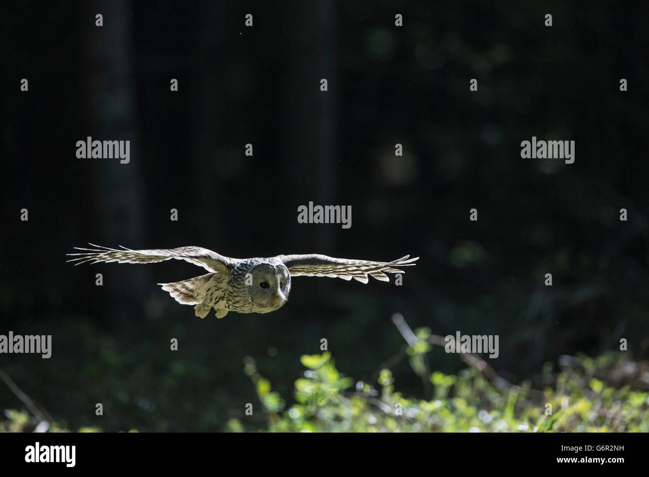 ural owl, flying, adult, National Park Bavarian Forest, Bavaria ...