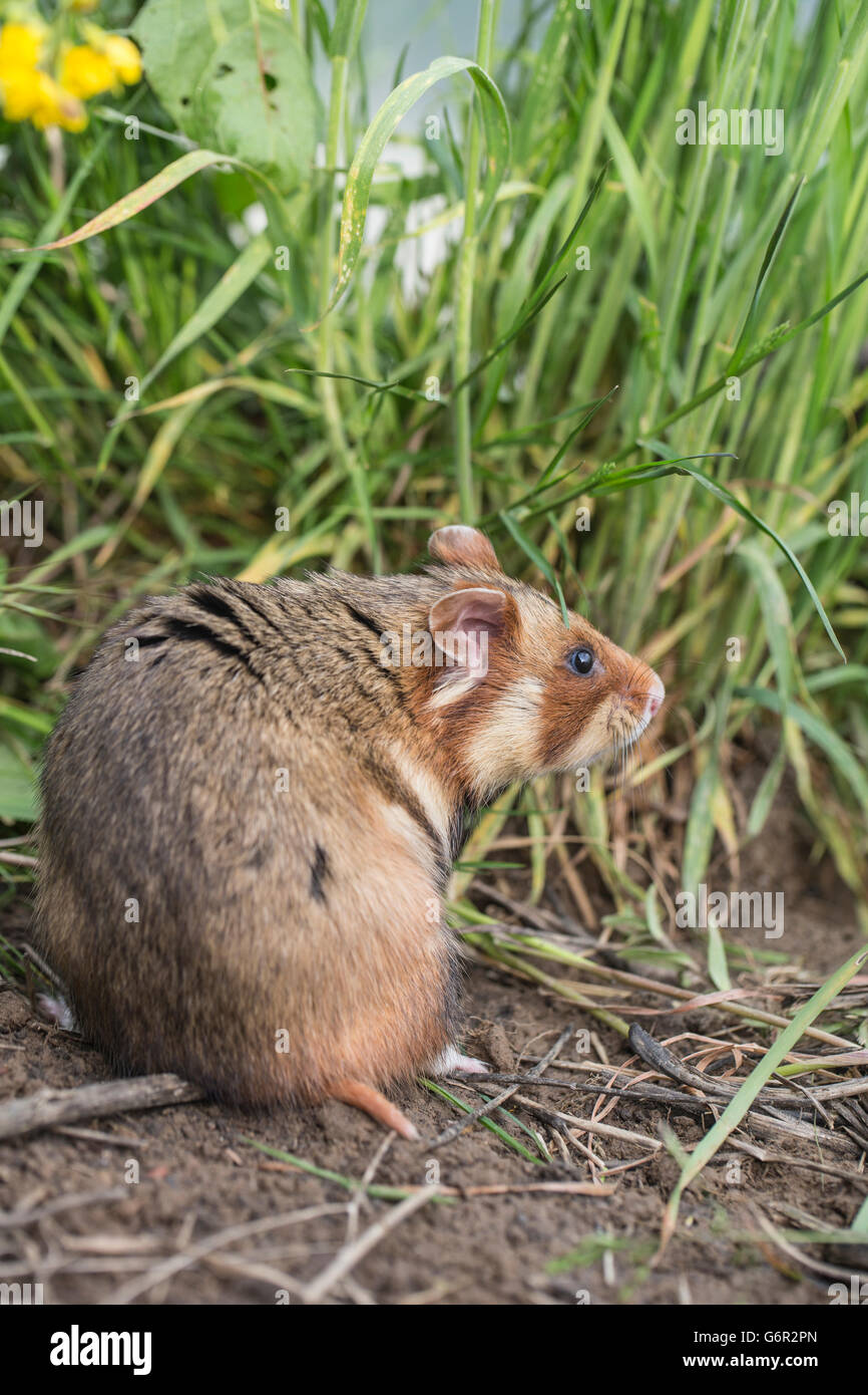 Hamster in grass hi-res stock photography and images - Alamy