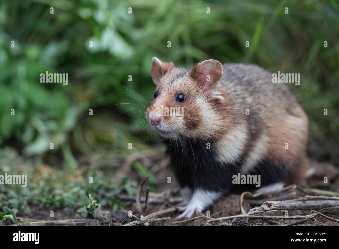 European Hamster (Cricetus cricetus) in grass, adult, Europe, (Cricetus ...