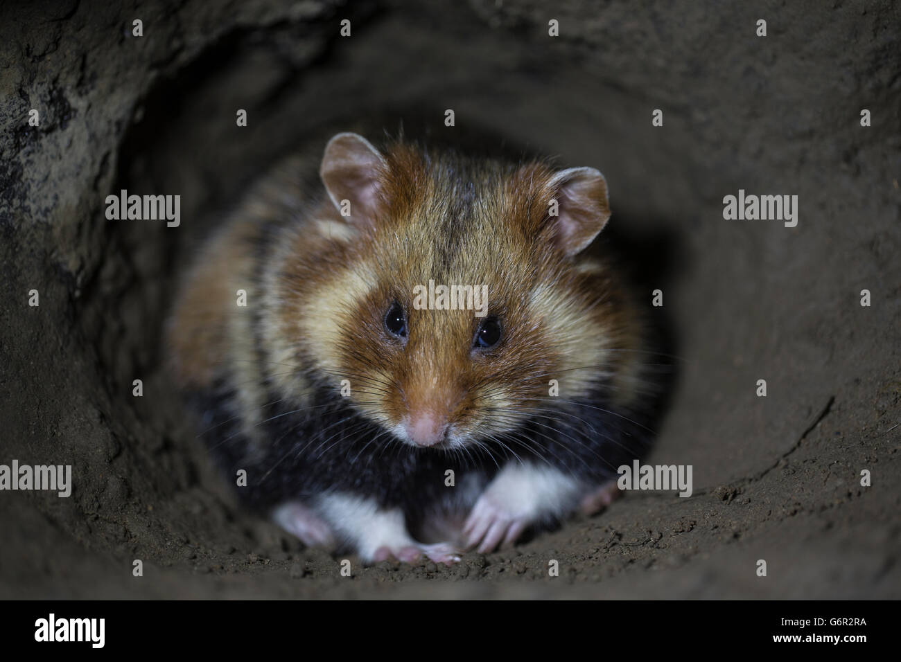 Mammals burrow underground hi-res stock photography and images - Alamy