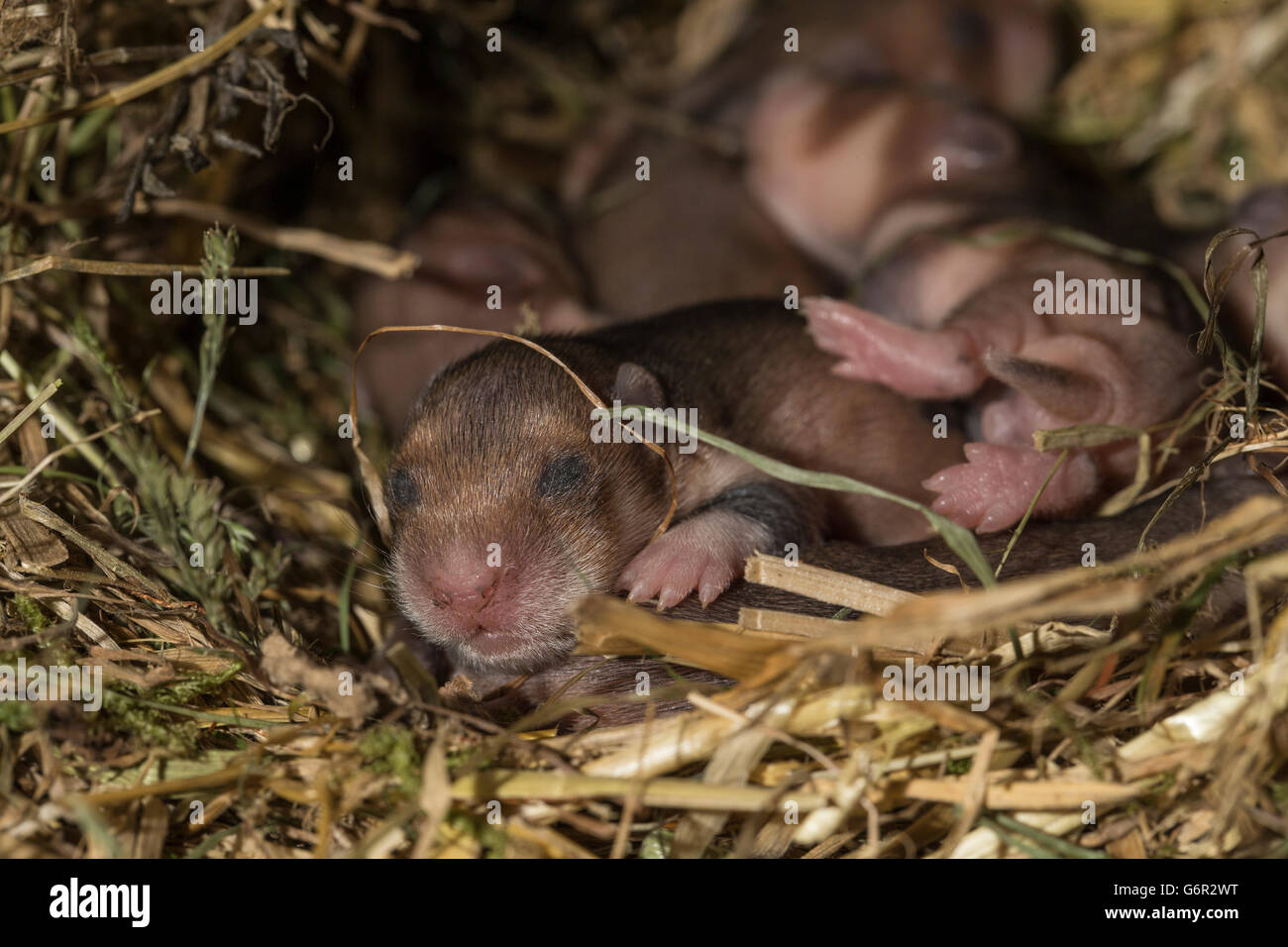 European Hamster, youngs, 6 days, in burrow, europe, (Cricetus cricetus ...
