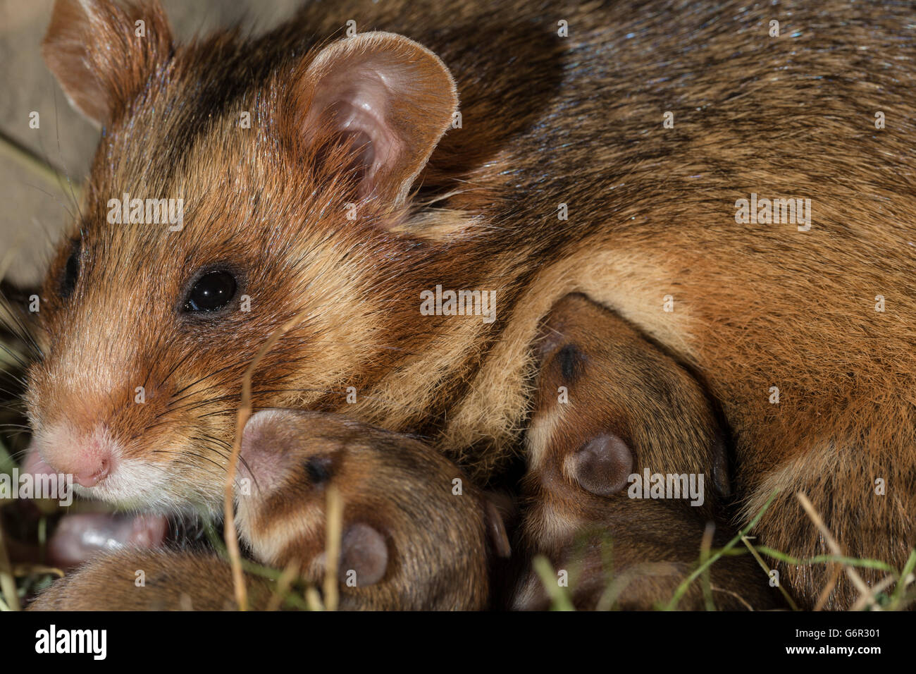 European Hamster, female with youngs, 11 days, in burrow, europe ...