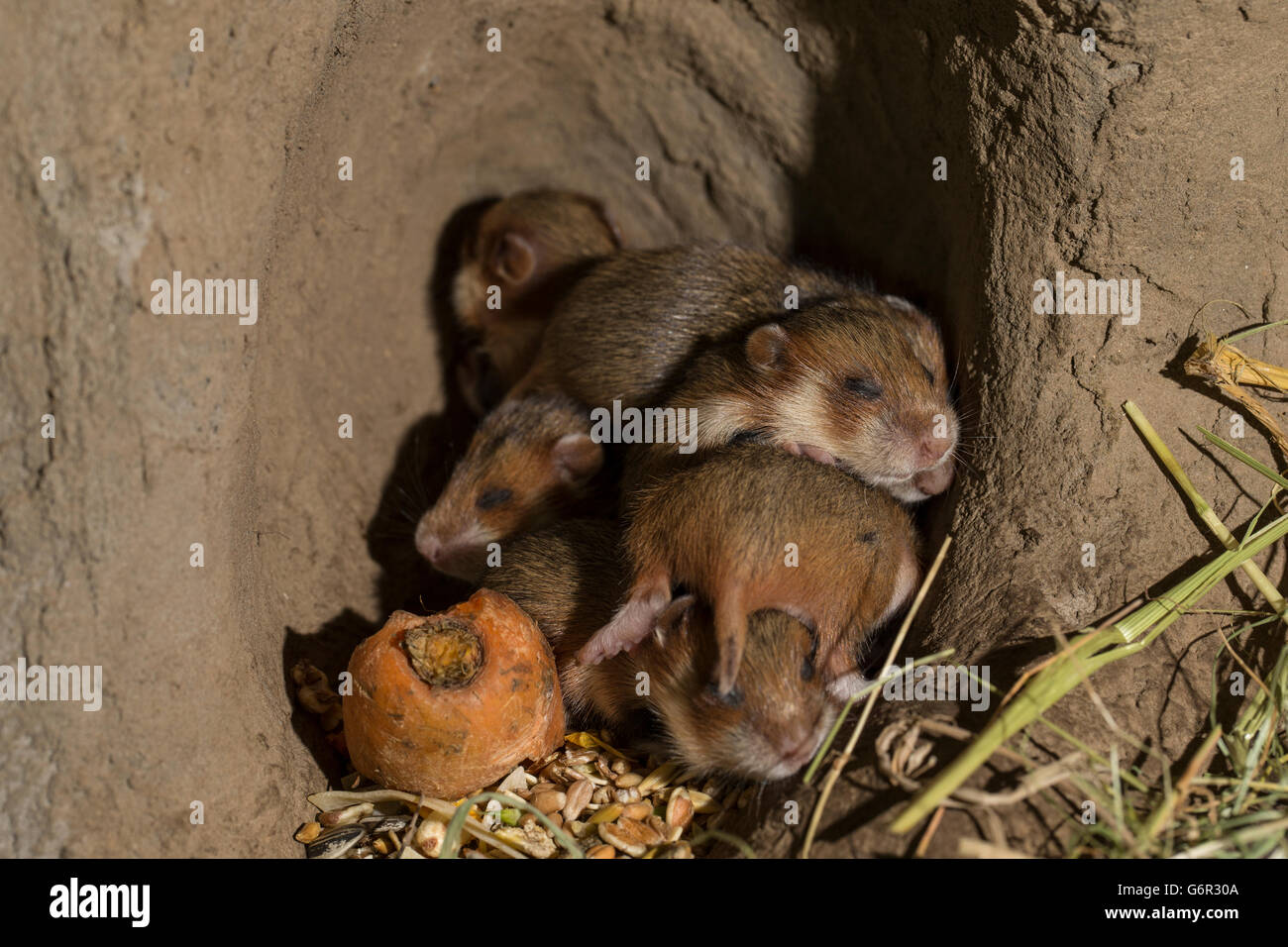 European Hamster, youngs, 13 days, in burrow, europe, (Cricetus ...