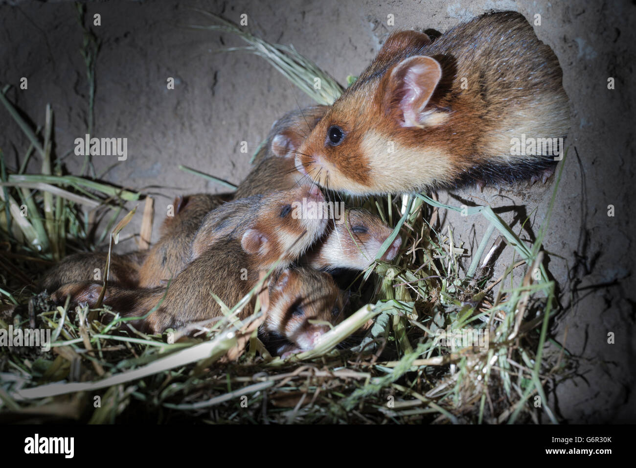 European Hamster, female with youngs, 14 days, in burrow, europe ...