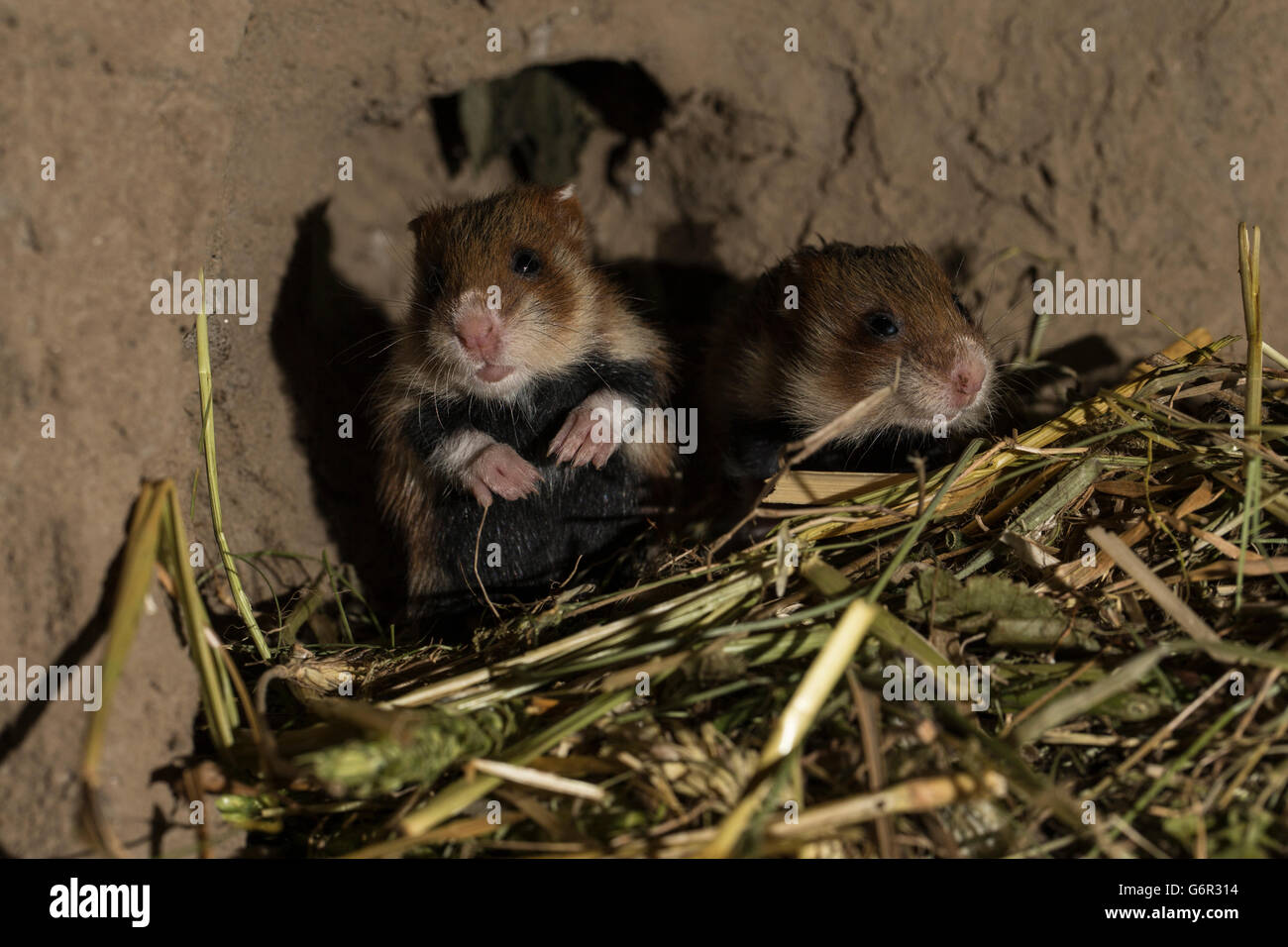European Hamster, youngs, 16 days, in burrow, europe, (Cricetus ...