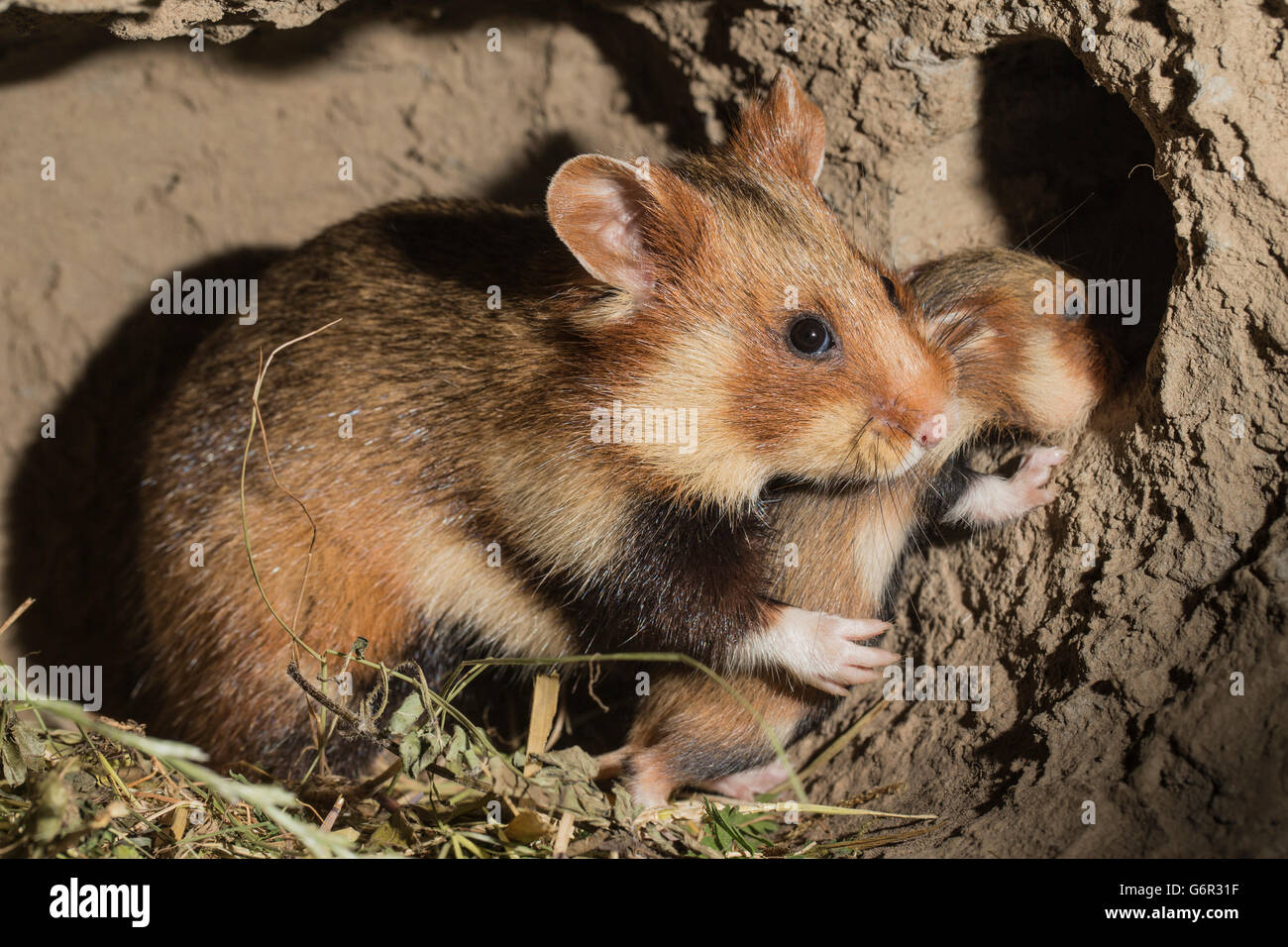 European Hamster, female with young, 16 days, in burrow, europe ...