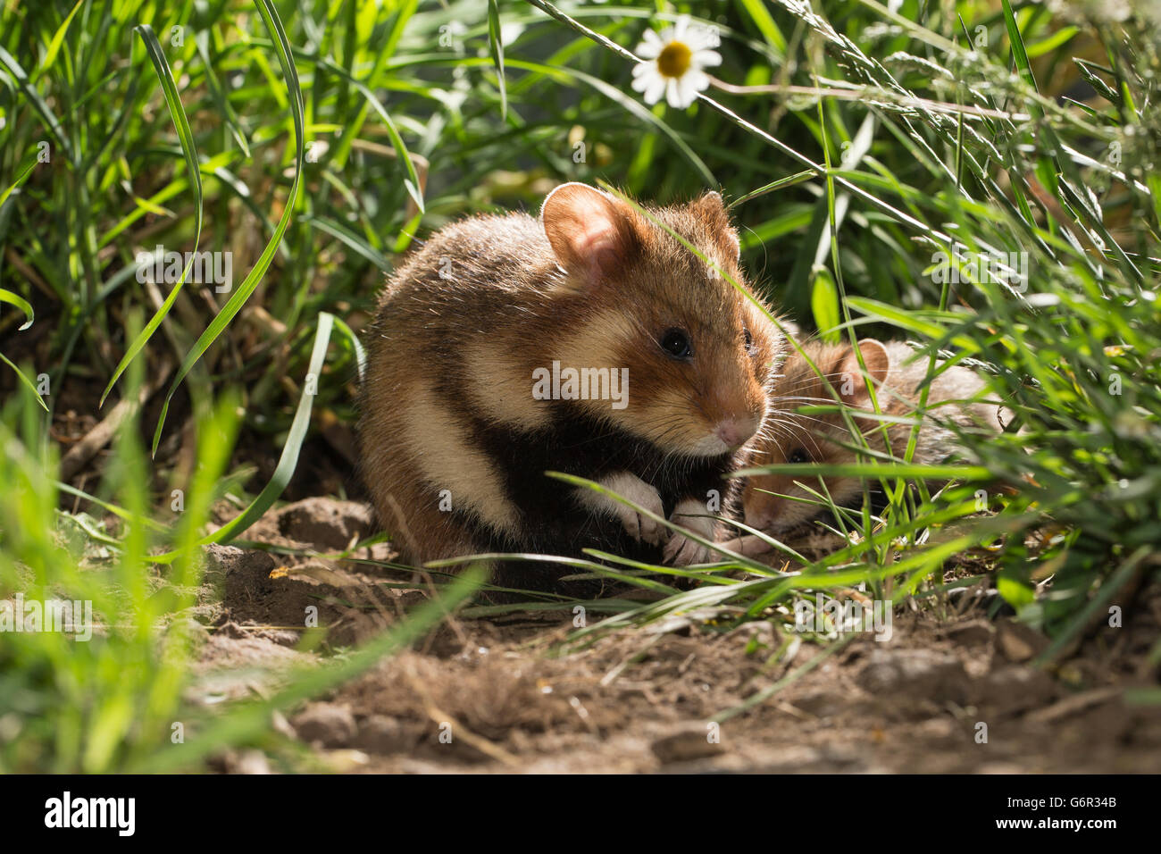 European Hamster, adult, female, with juvenile in grass Europe ...