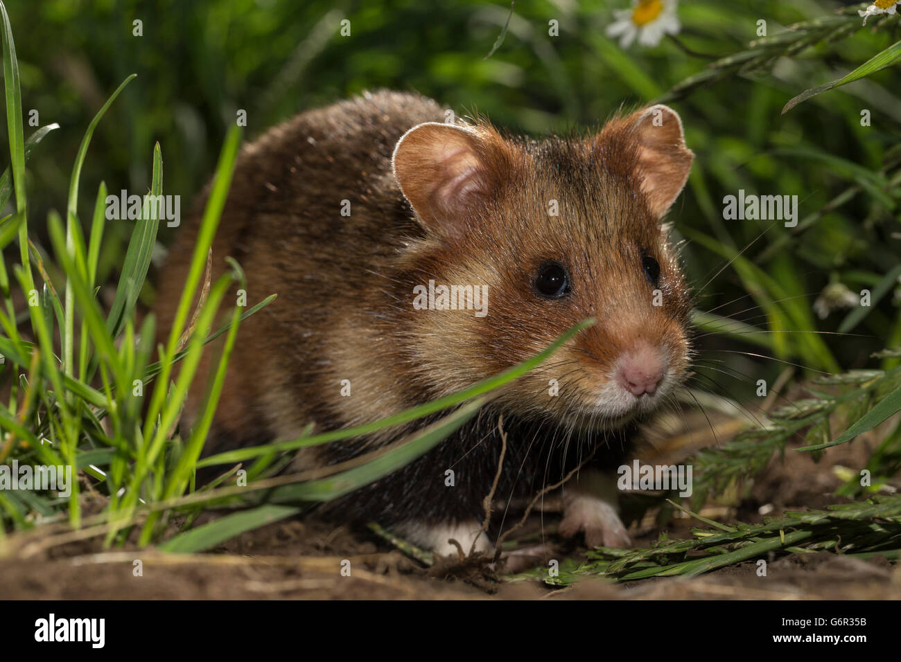 Hamster in grass hi-res stock photography and images - Alamy
