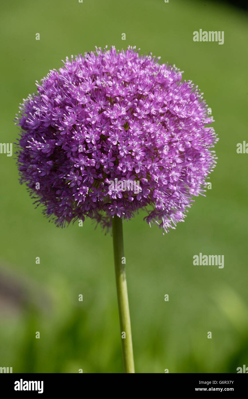 Giant allium hi-res stock photography and images - Alamy