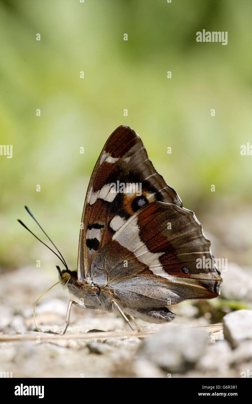 Purple emperor butterfly hi-res stock photography and images - Alamy