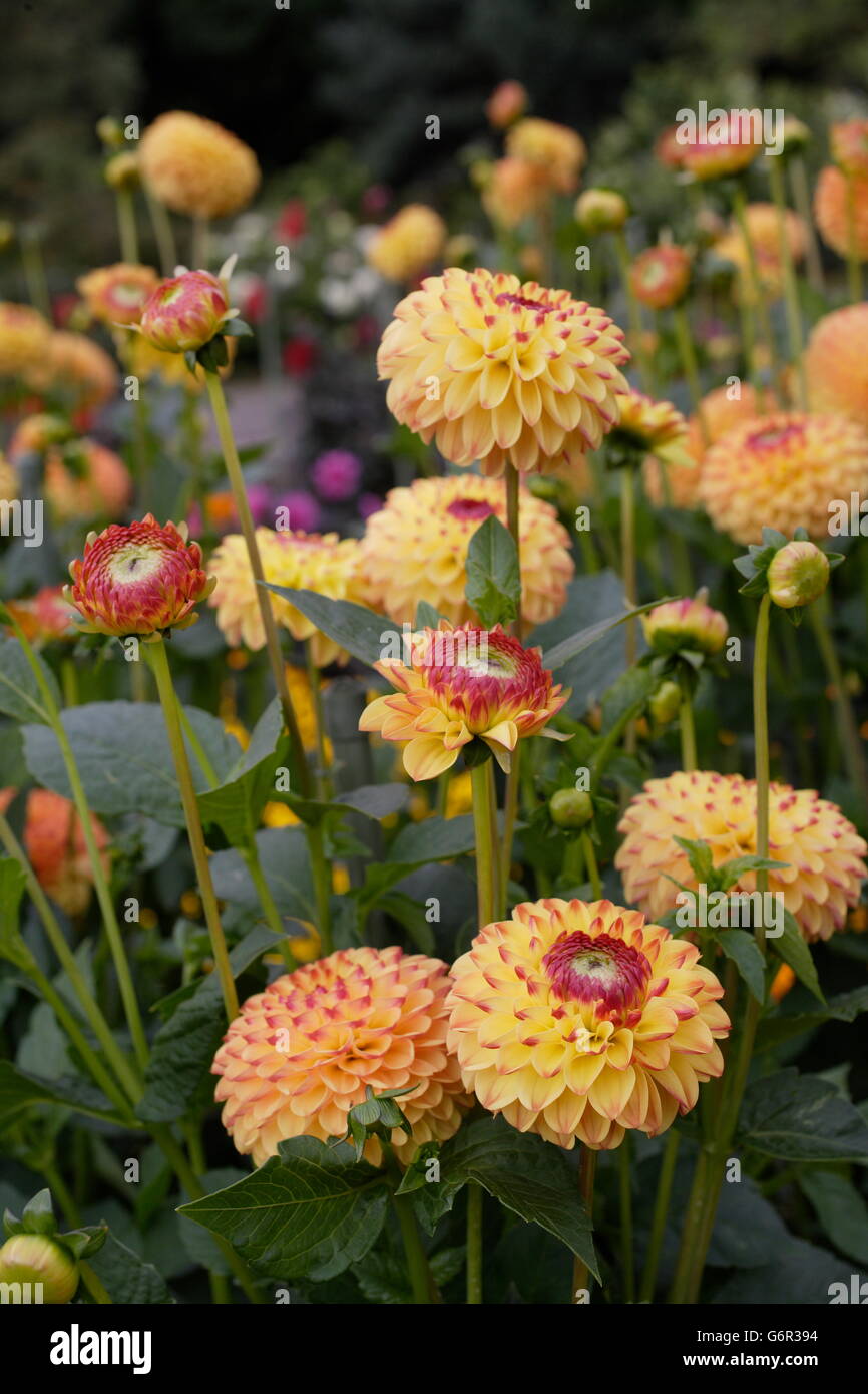 Dahlia hybrida hi-res stock photography and images - Alamy