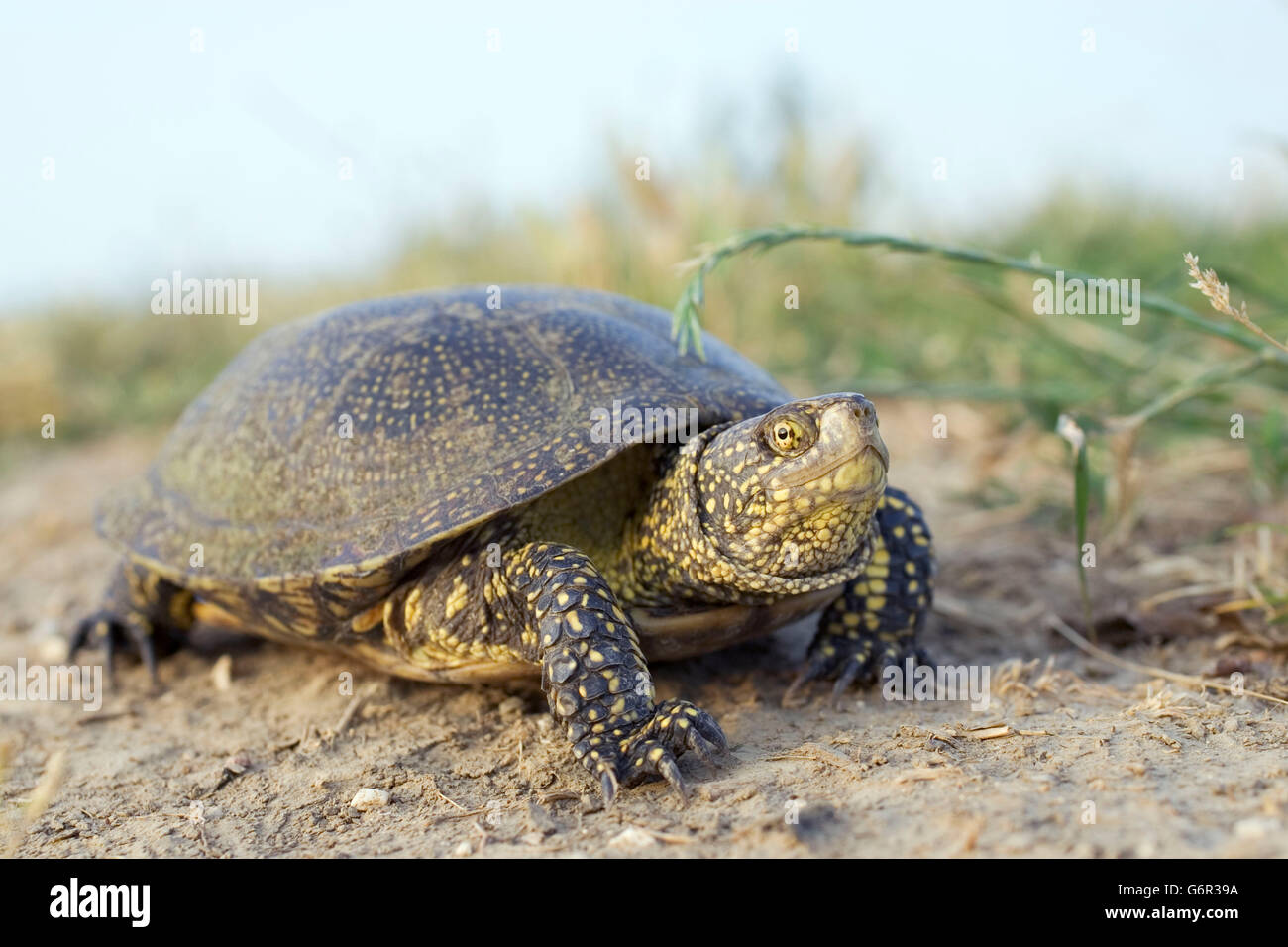European Pond Turtle, Bulgaria / (Emys orbicularis Stock Photo - Alamy