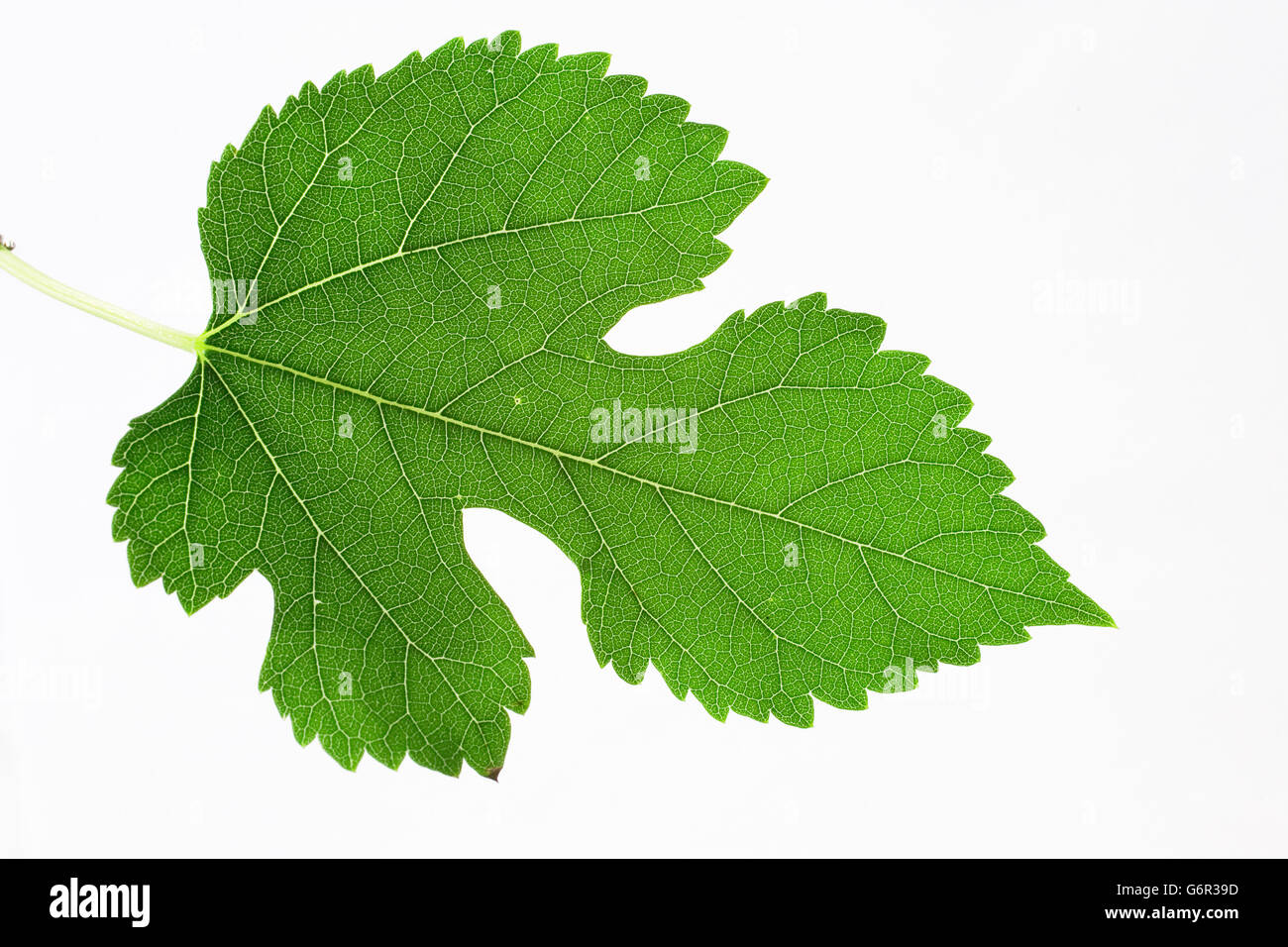 White Mulberry Tree, leaf, Bulgaria / (Morus alba Stock Photo - Alamy