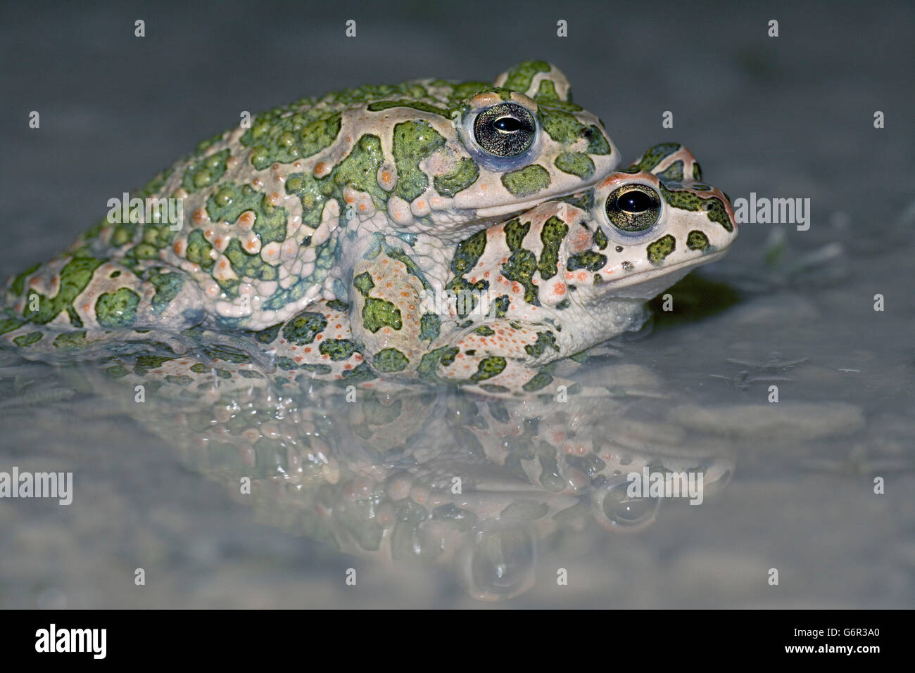 Full grown toads hi-res stock photography and images - Alamy