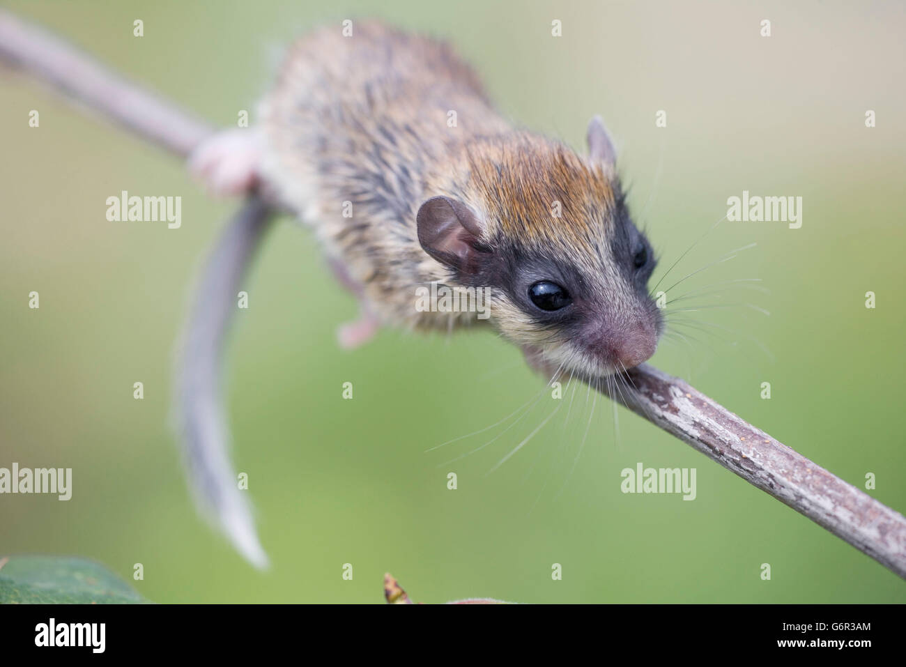 Forest dormouse hi-res stock photography and images - Alamy
