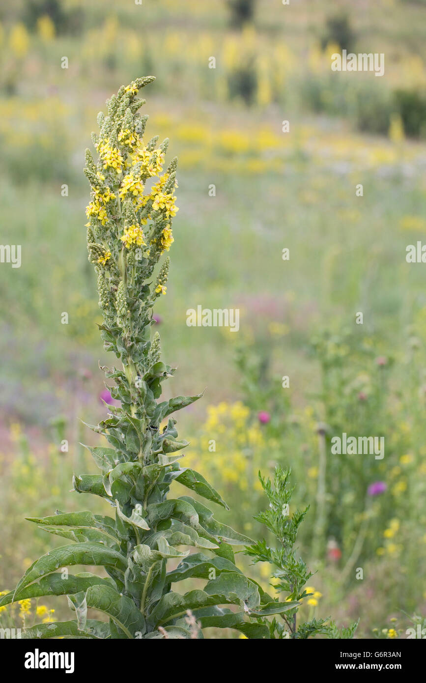 Common Mullein High Resolution Stock Photography and Images - Alamy